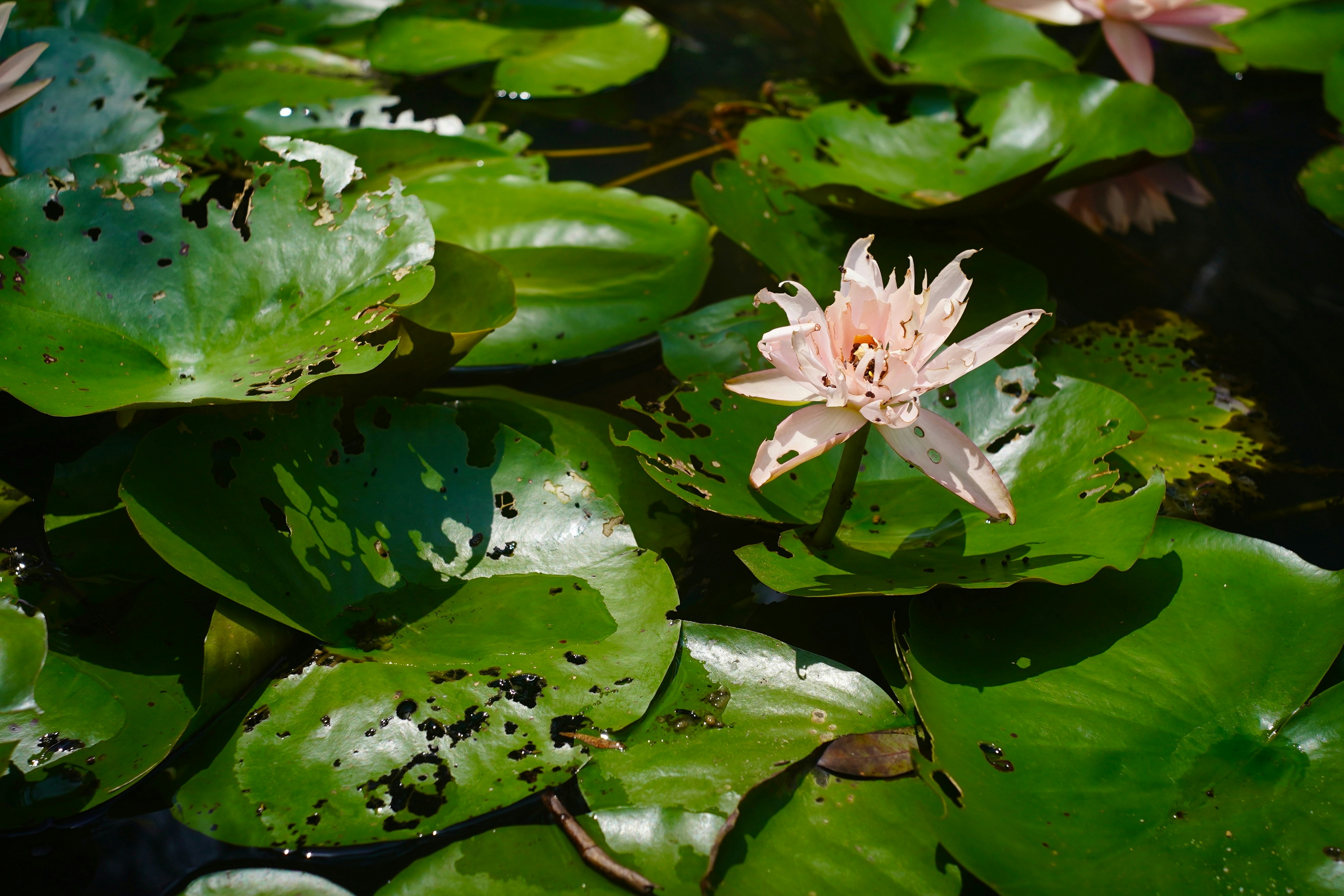 Soft Pink Water Lily on a Quiet Pond