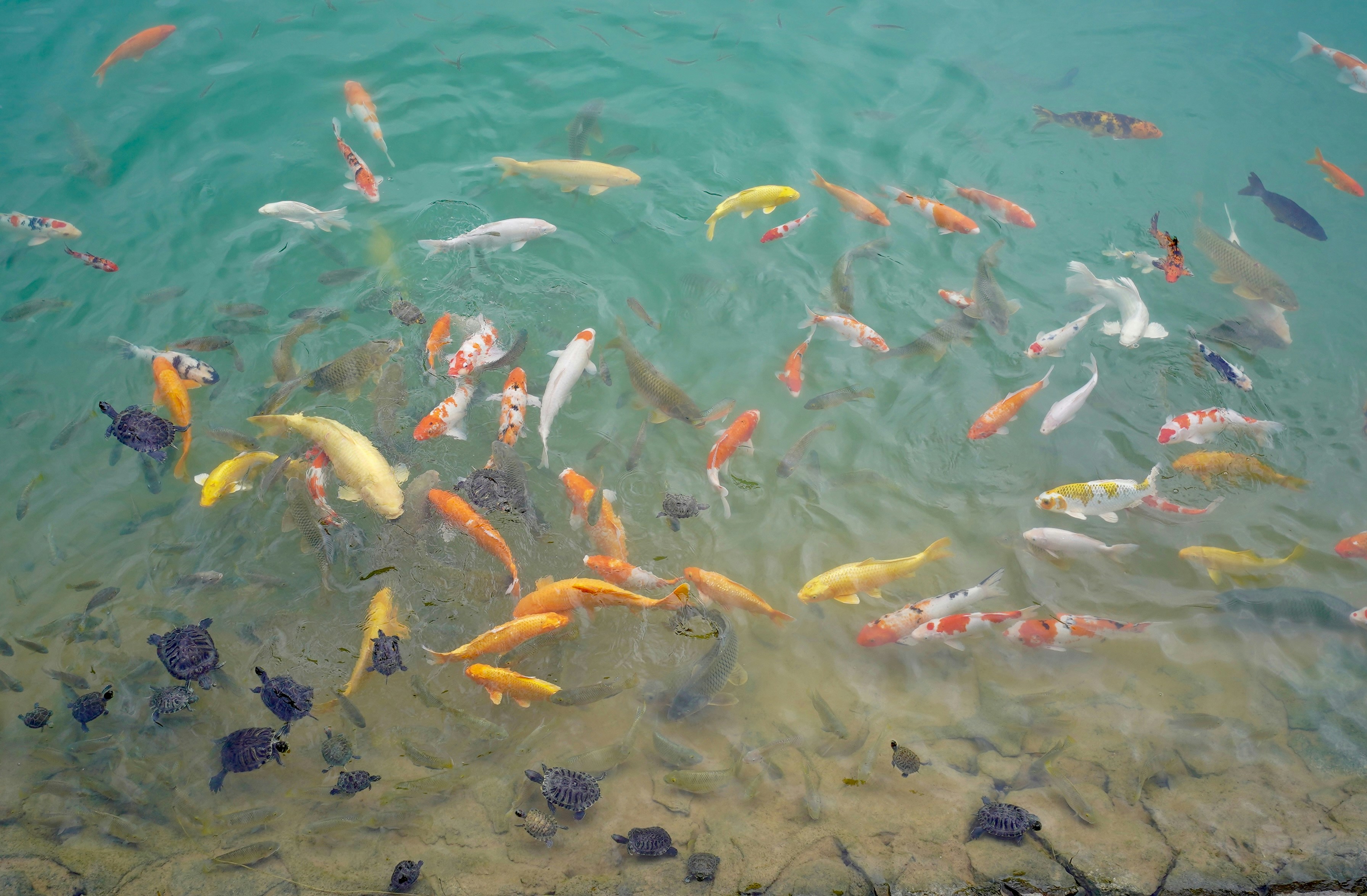 Koi Cascade: Colorful School Hovering Above Sandy Shore