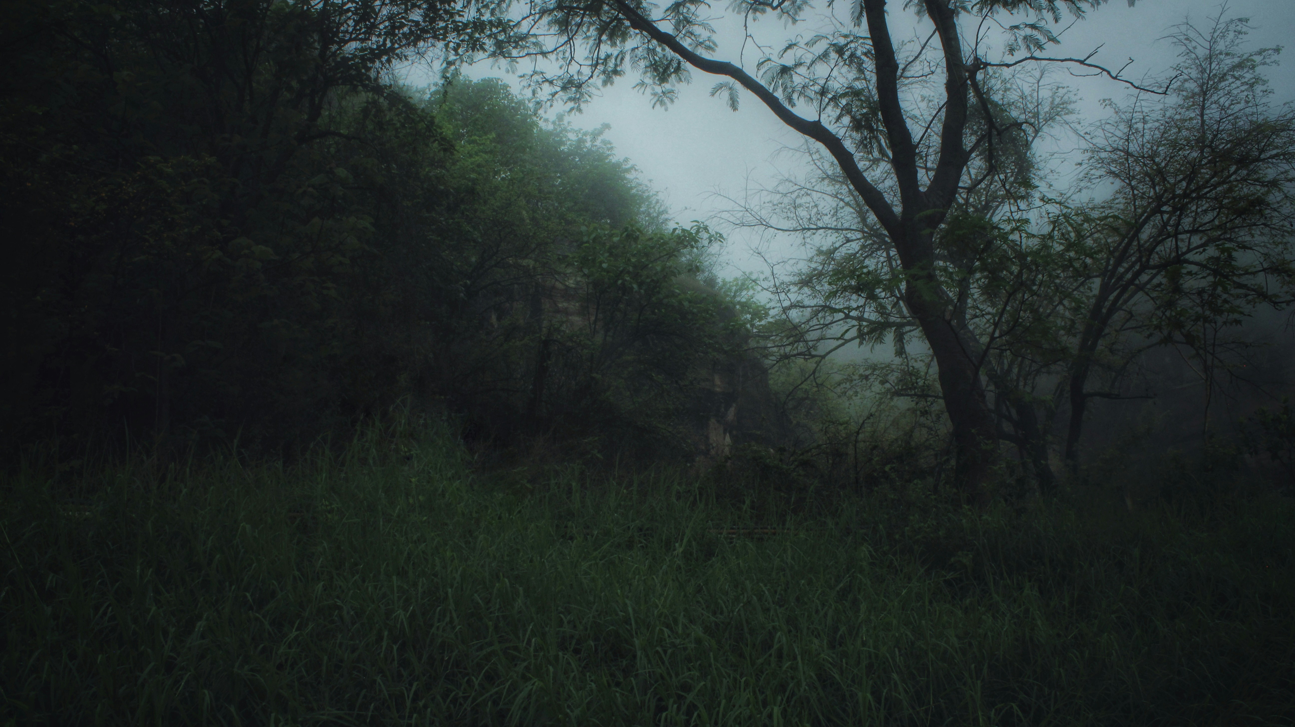 Mist-Touched Pines: A Quiet Dusk in a Fog-Wrapped Clearing