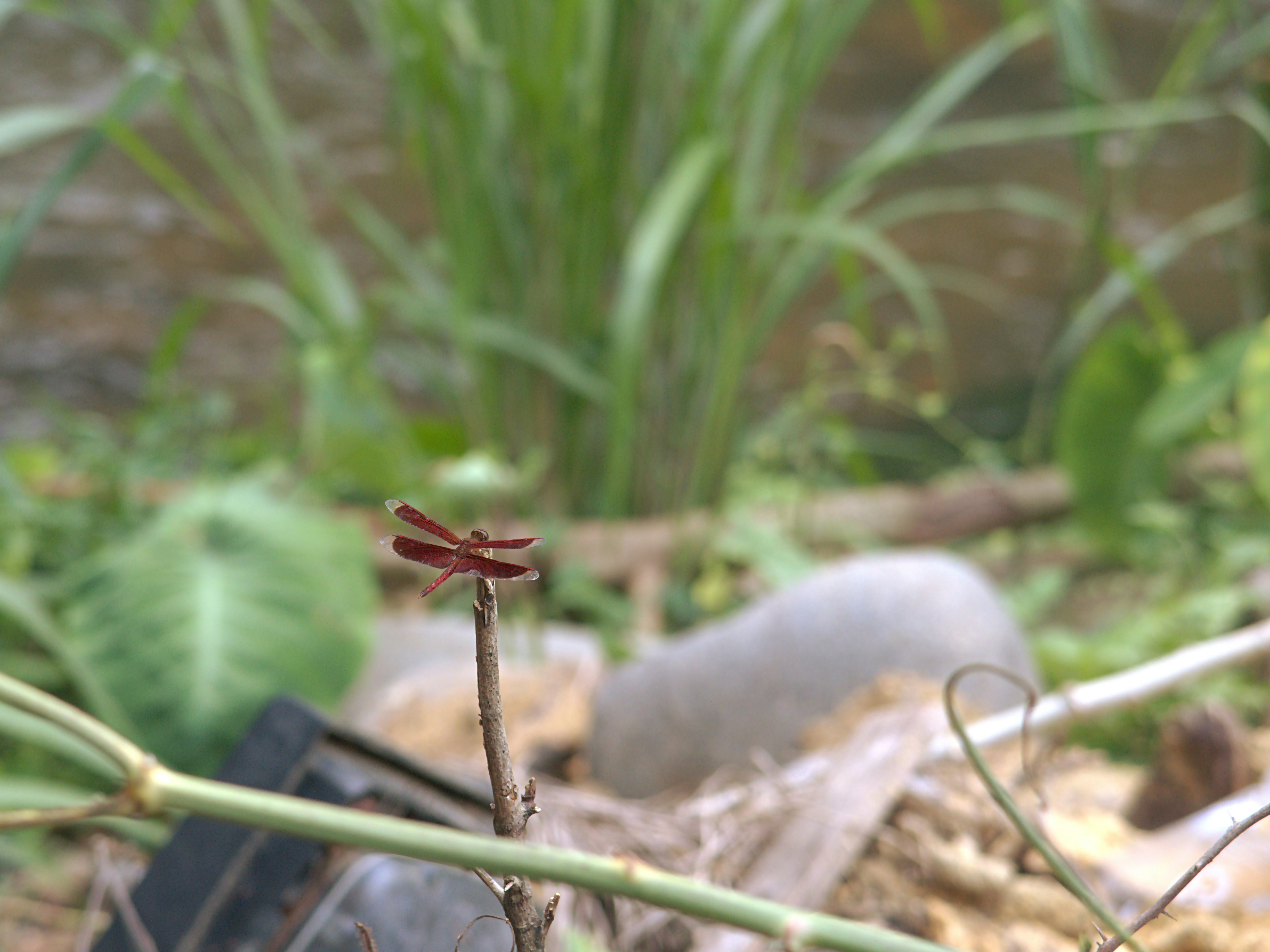 Dragonfly resting