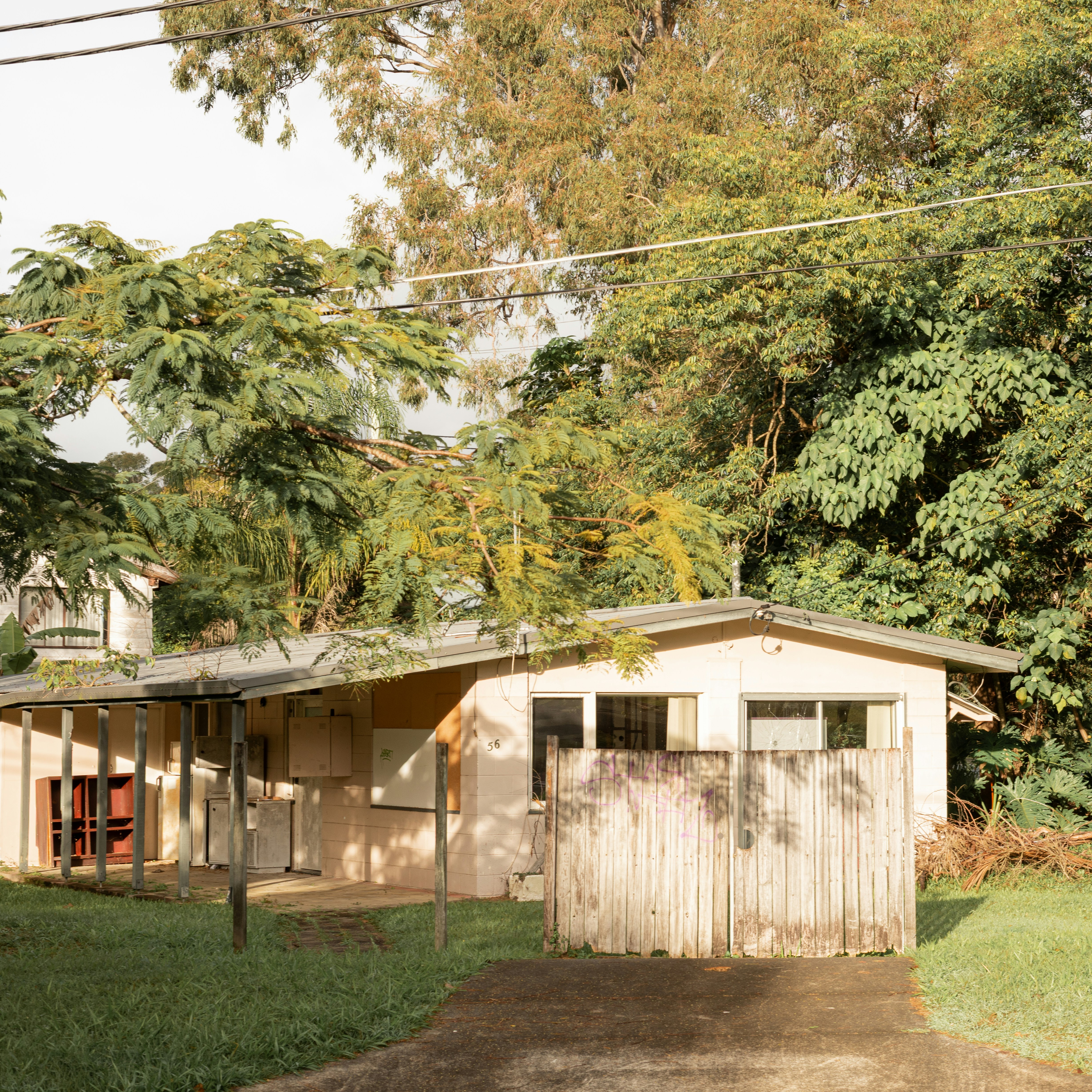 Sunlit shed and leafy backdrop: quiet suburban afternoon
