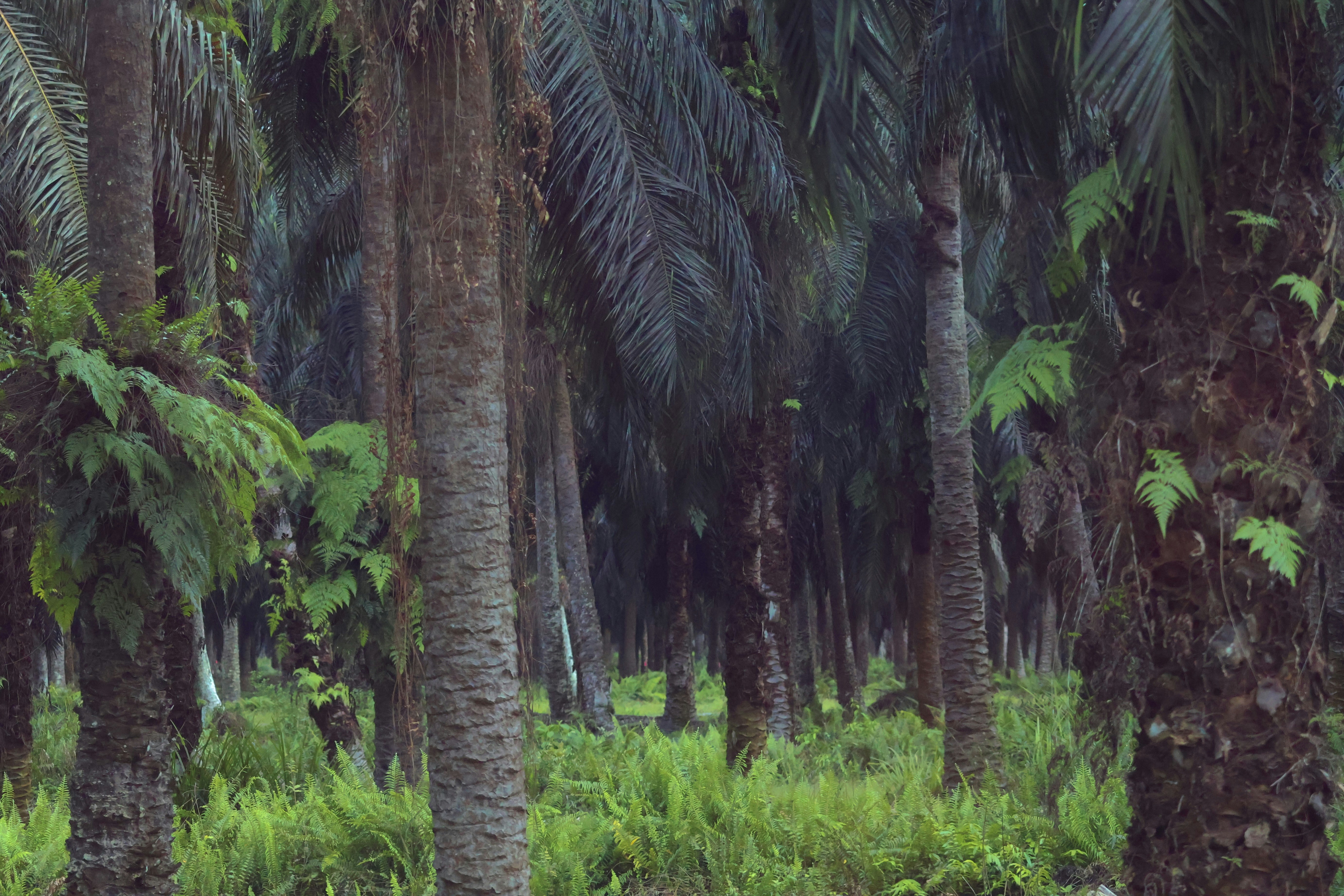 A Serene Monsoon Grove: Trunks, Ferns, and Shadowed Ferns