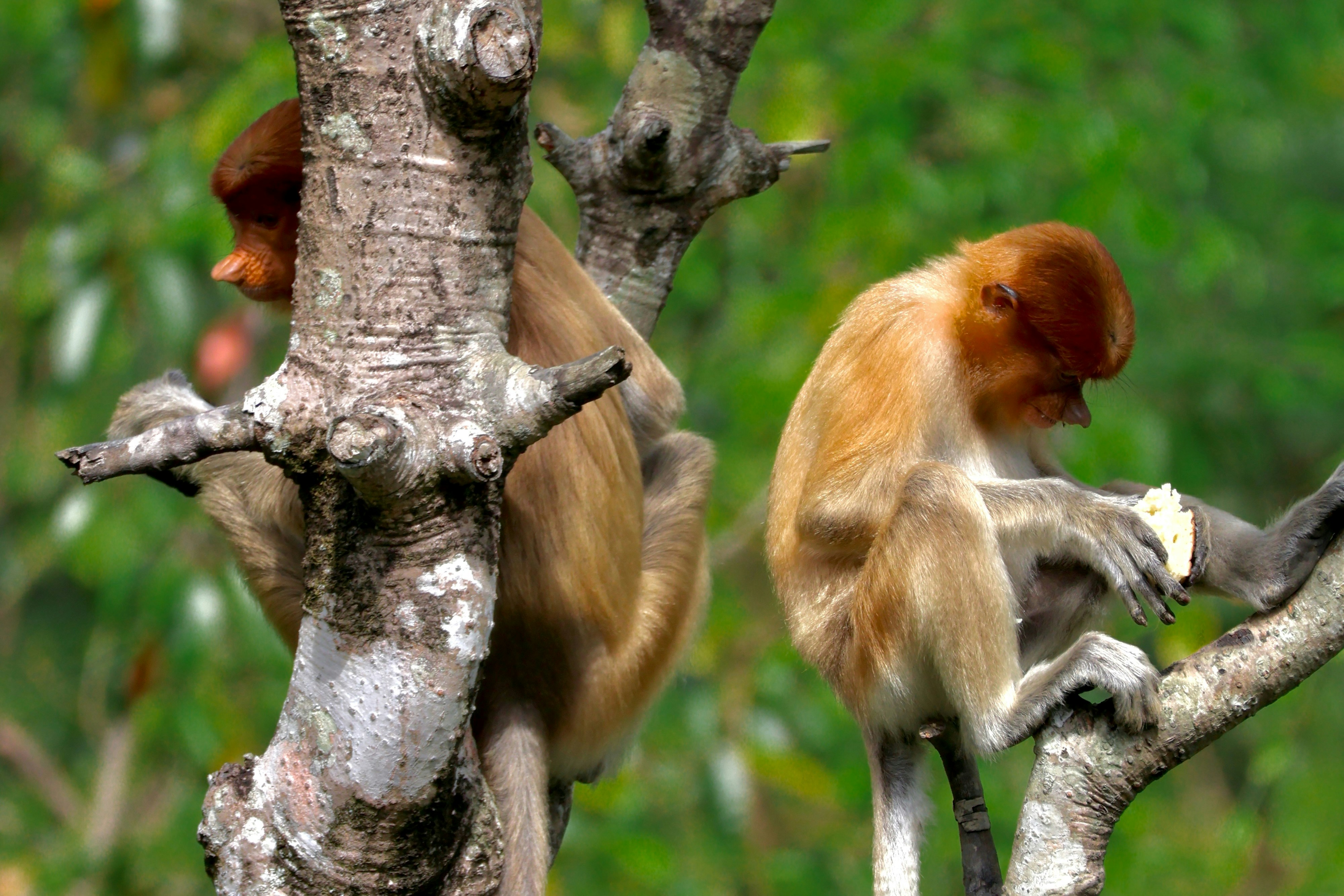 Two Red-Capped Monkeys Perched on a Branch in Lush Greenery