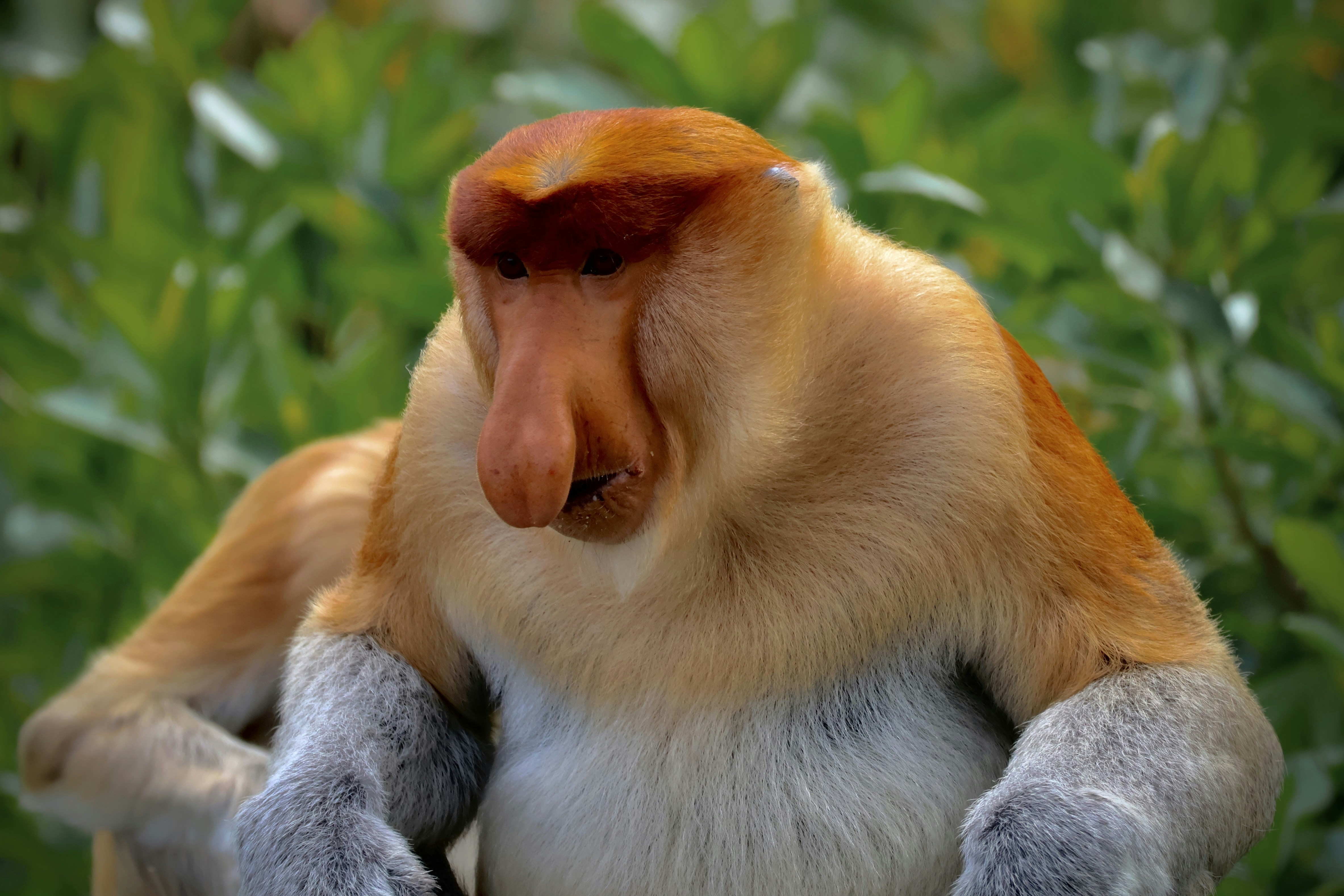 Golden Old Soul: A Proboscis Monkeys' Quiet Gaze