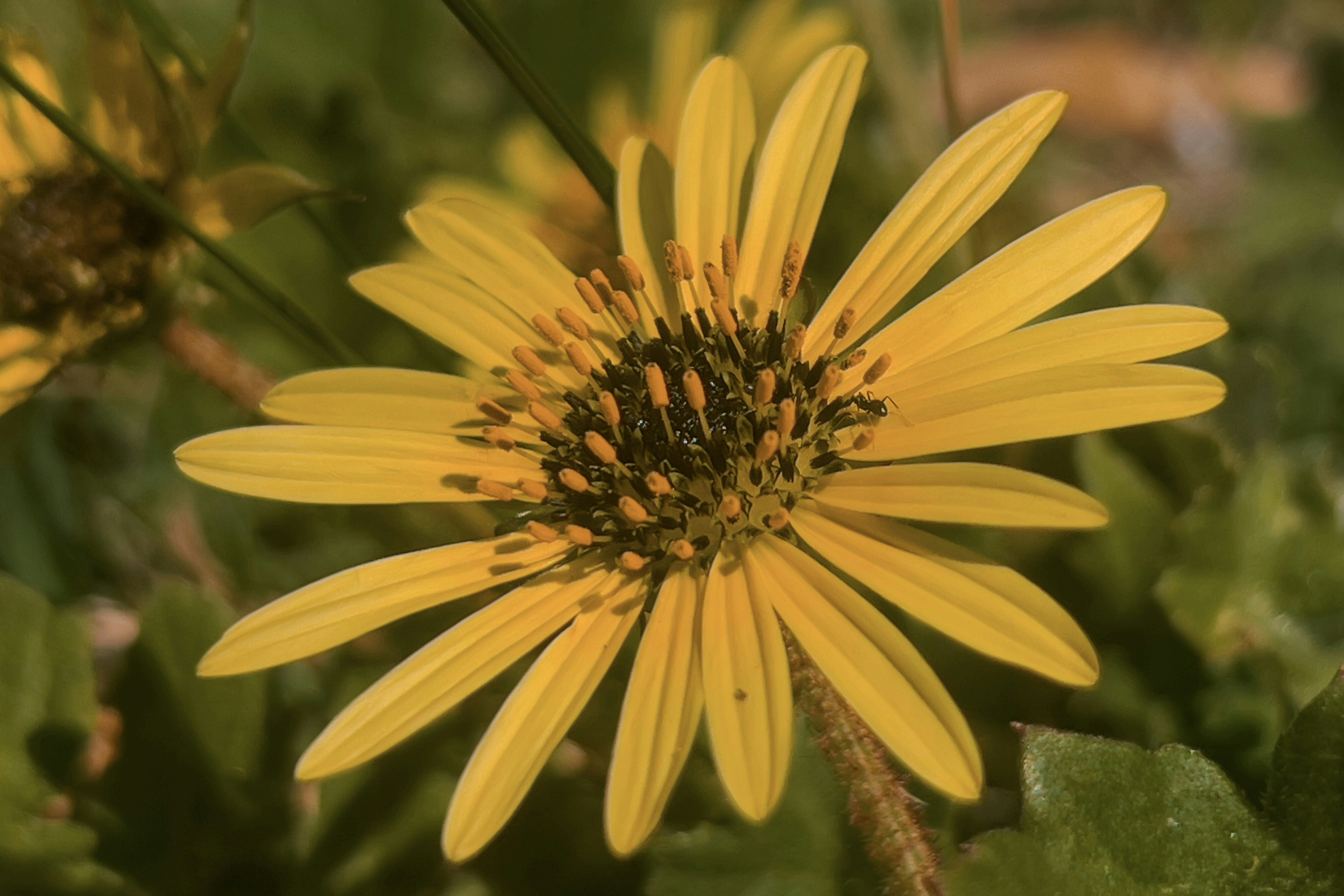 Close-up of a vibrant yellow daisy-like flower with orange-tinged center petals, set against green foliage. The scene emphasizes the bloom's radiating petals and fine detail, typical of a garden plant.
