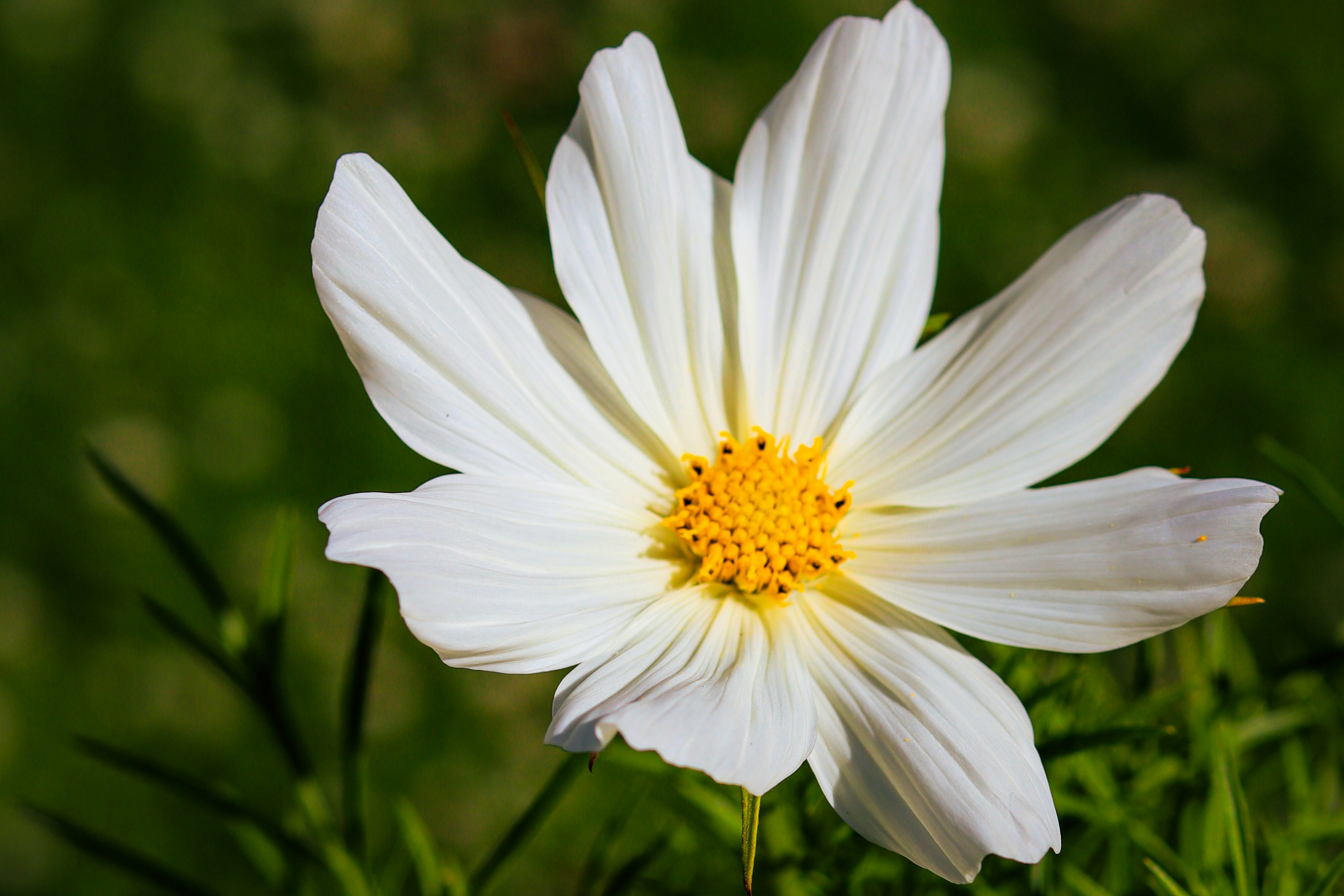 White cosmos bloom framed by emerald backdrop