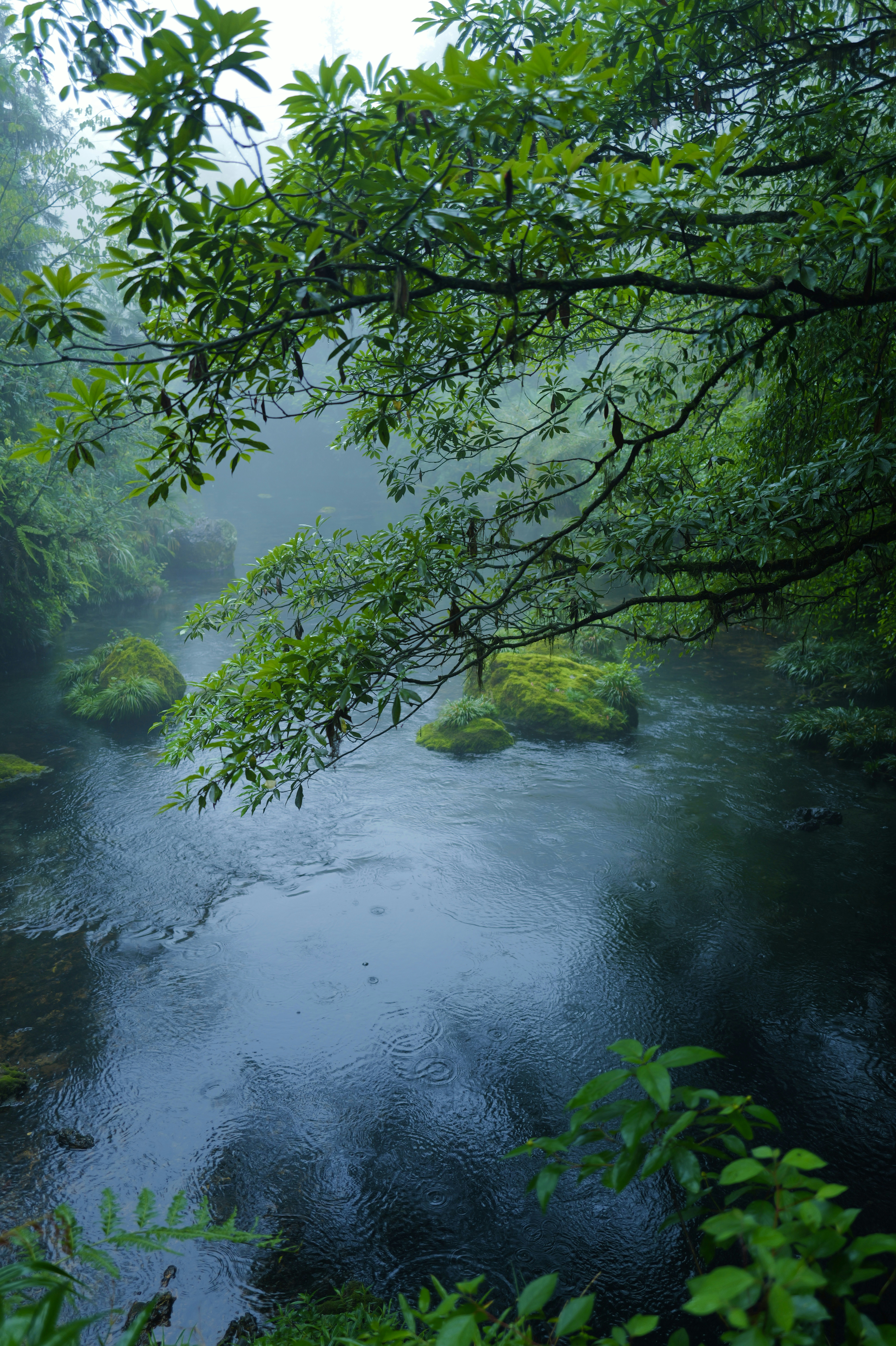 Verdant Cascade: A Quiet River Under Overhanging Branches