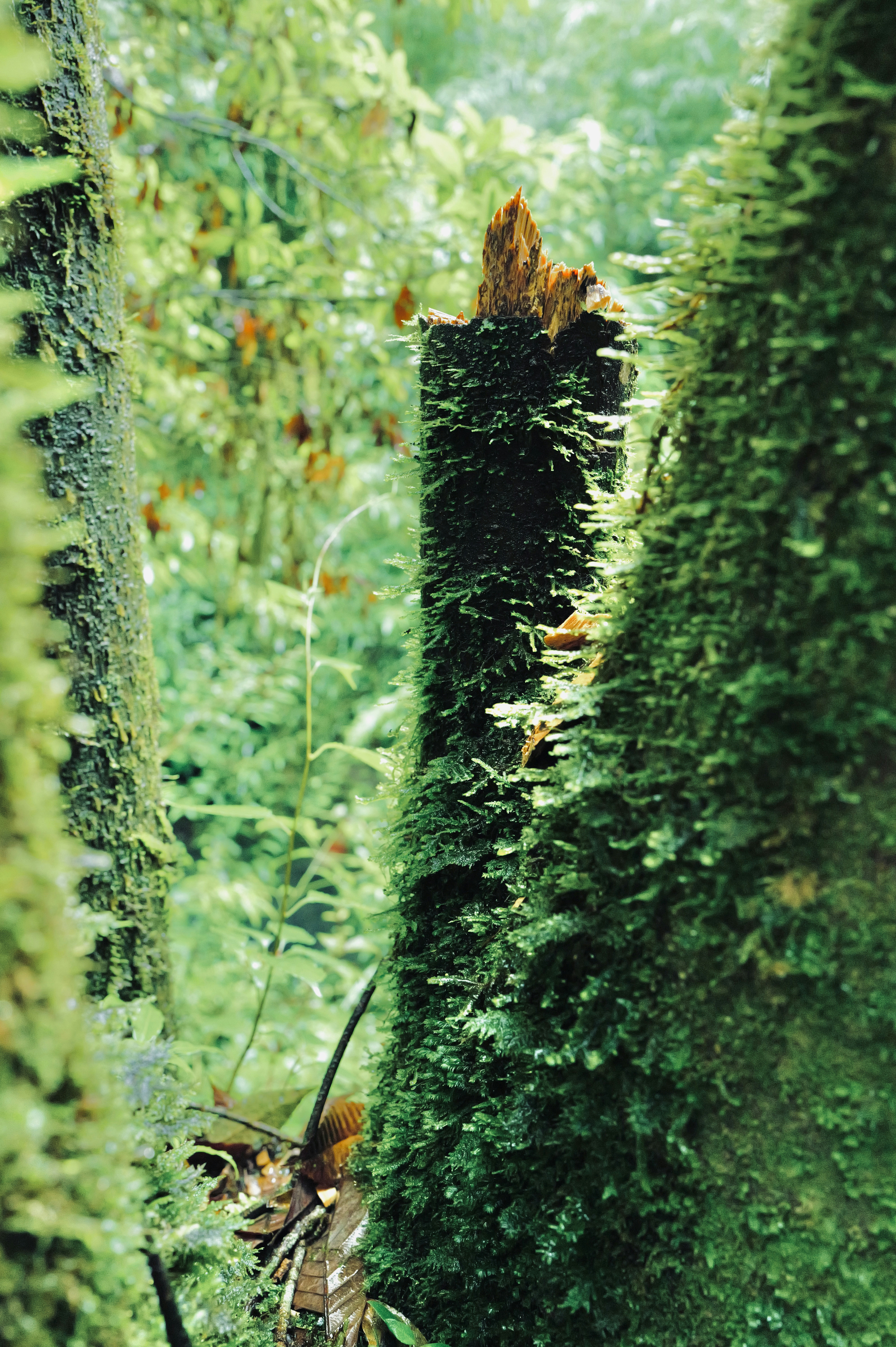 Close-up of a moss-covered tree trunk in a lush green forest, with other mossy pillars forming a vertical natural frame. A natural, undisturbed scene highlighting texture and depth.