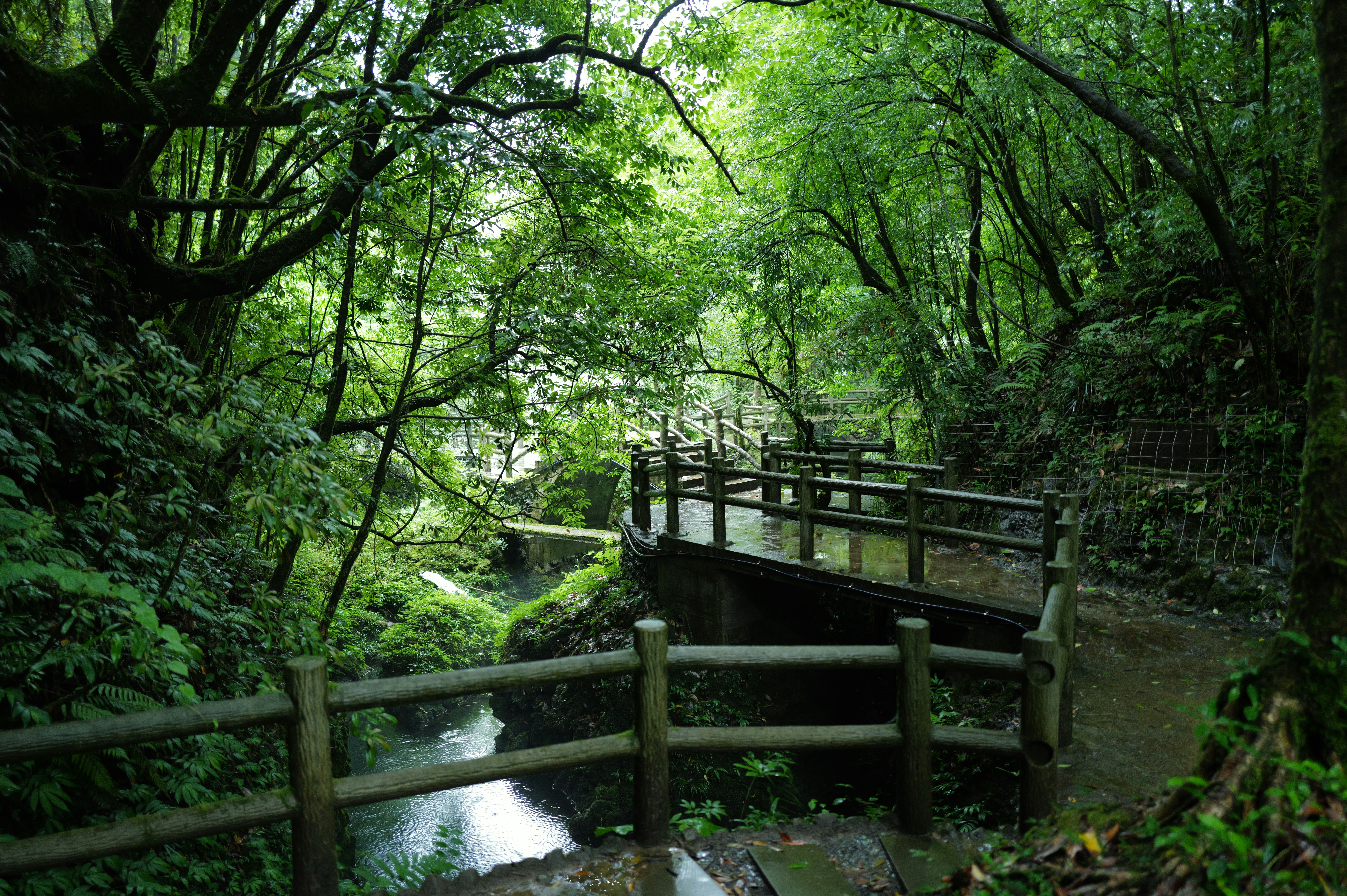 Forest Footpath Across a Mossy Wooden Bridge
