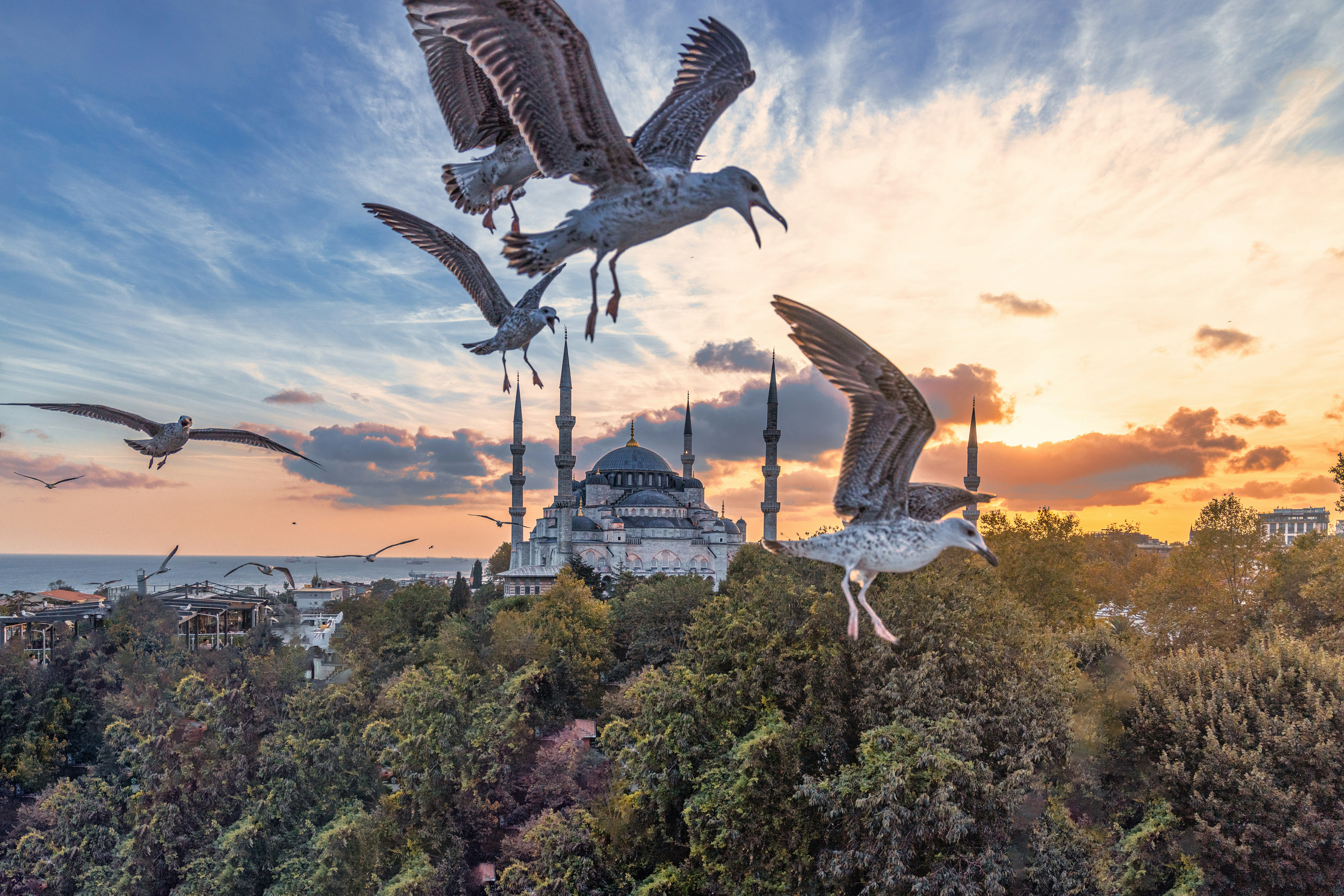 Urban Skies: Birds in Flight Over a Mosque at Sunset