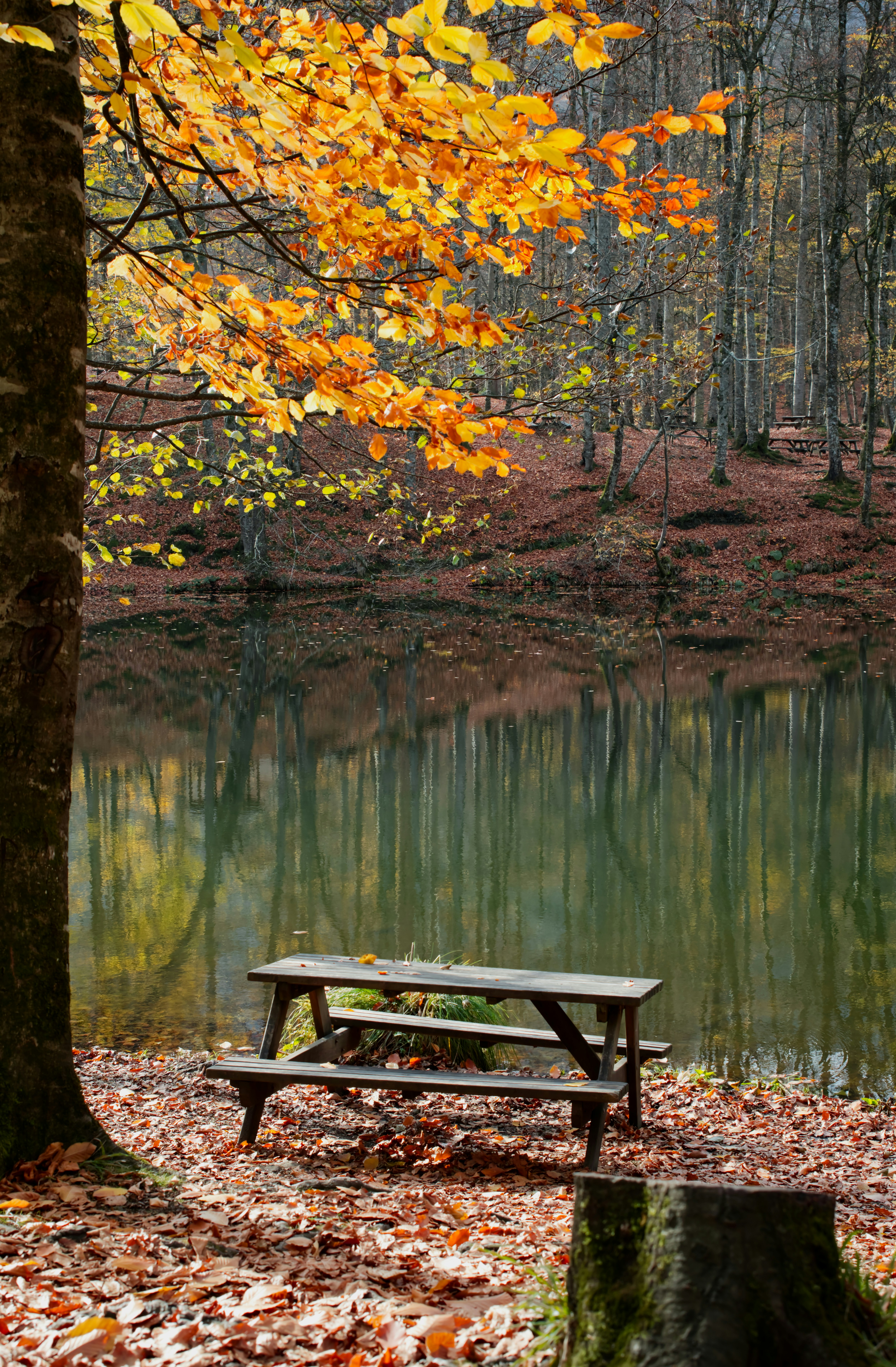 Autumn Quiet by the Lake: Orange Leaves Framing a Solitary Picnic Table