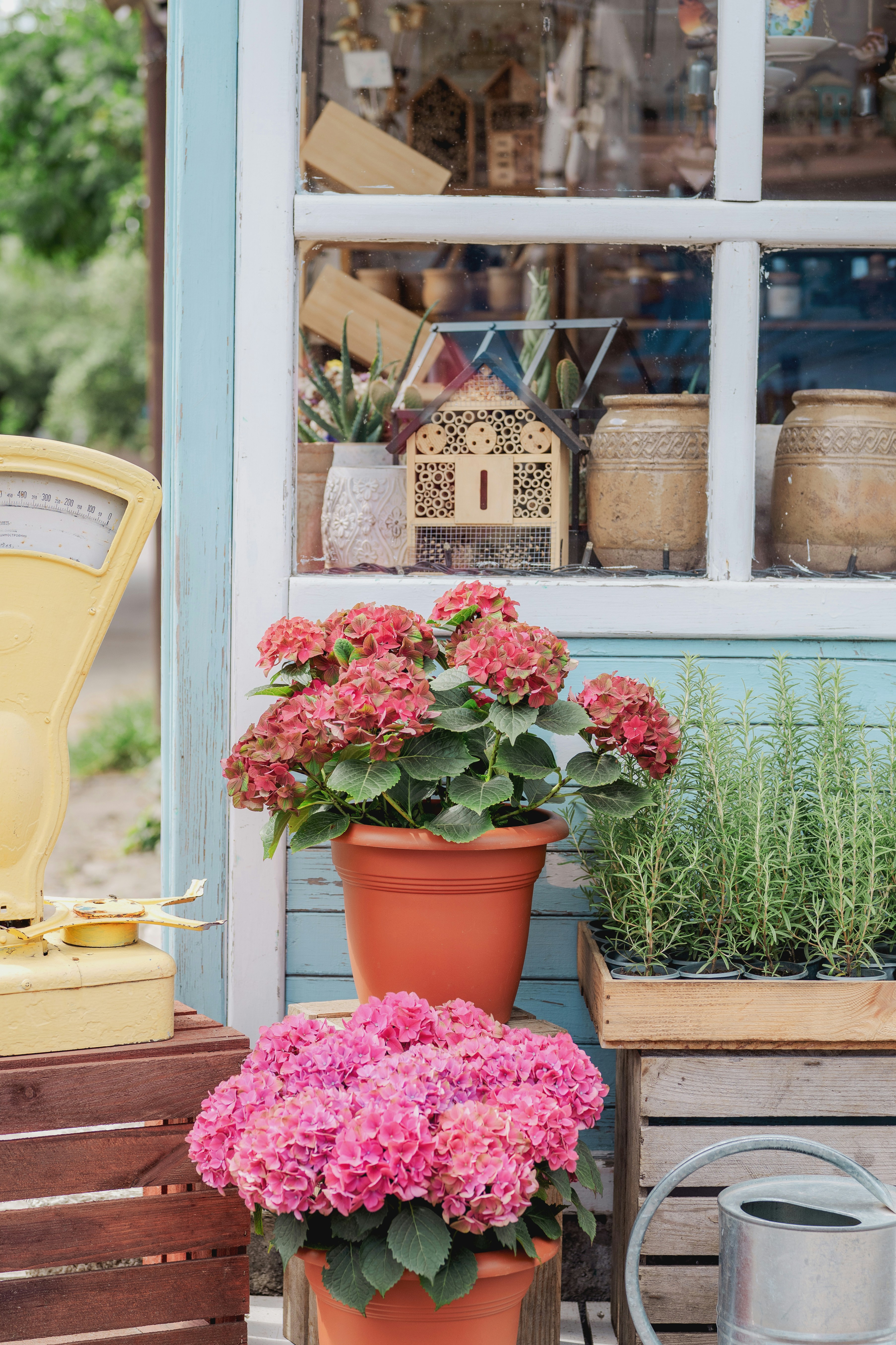 Pink Hydrangea Terrace at a Cozy Artisan Shop
