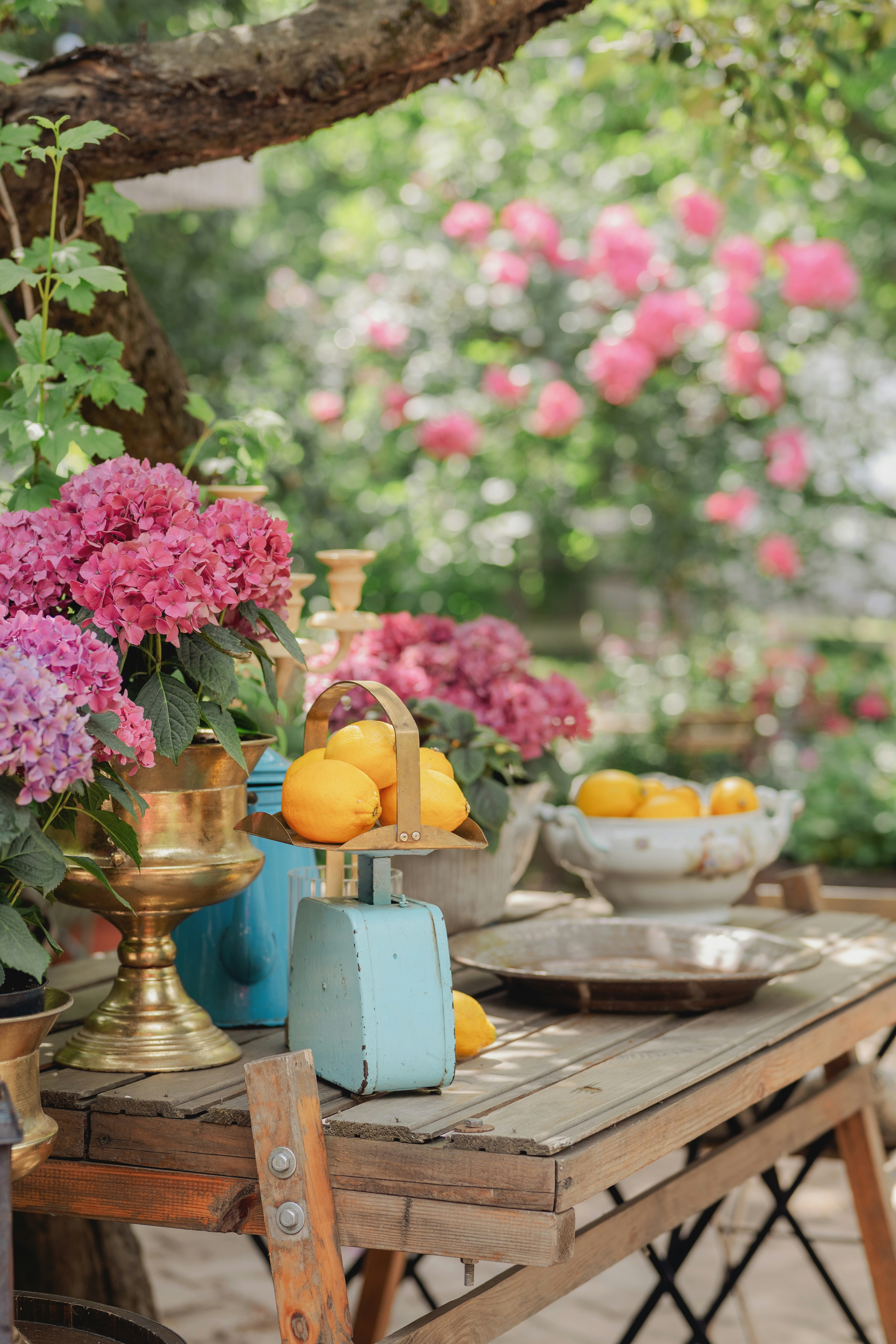 Hydrangea Still Life with Citrus on a Sunlit Garden Table