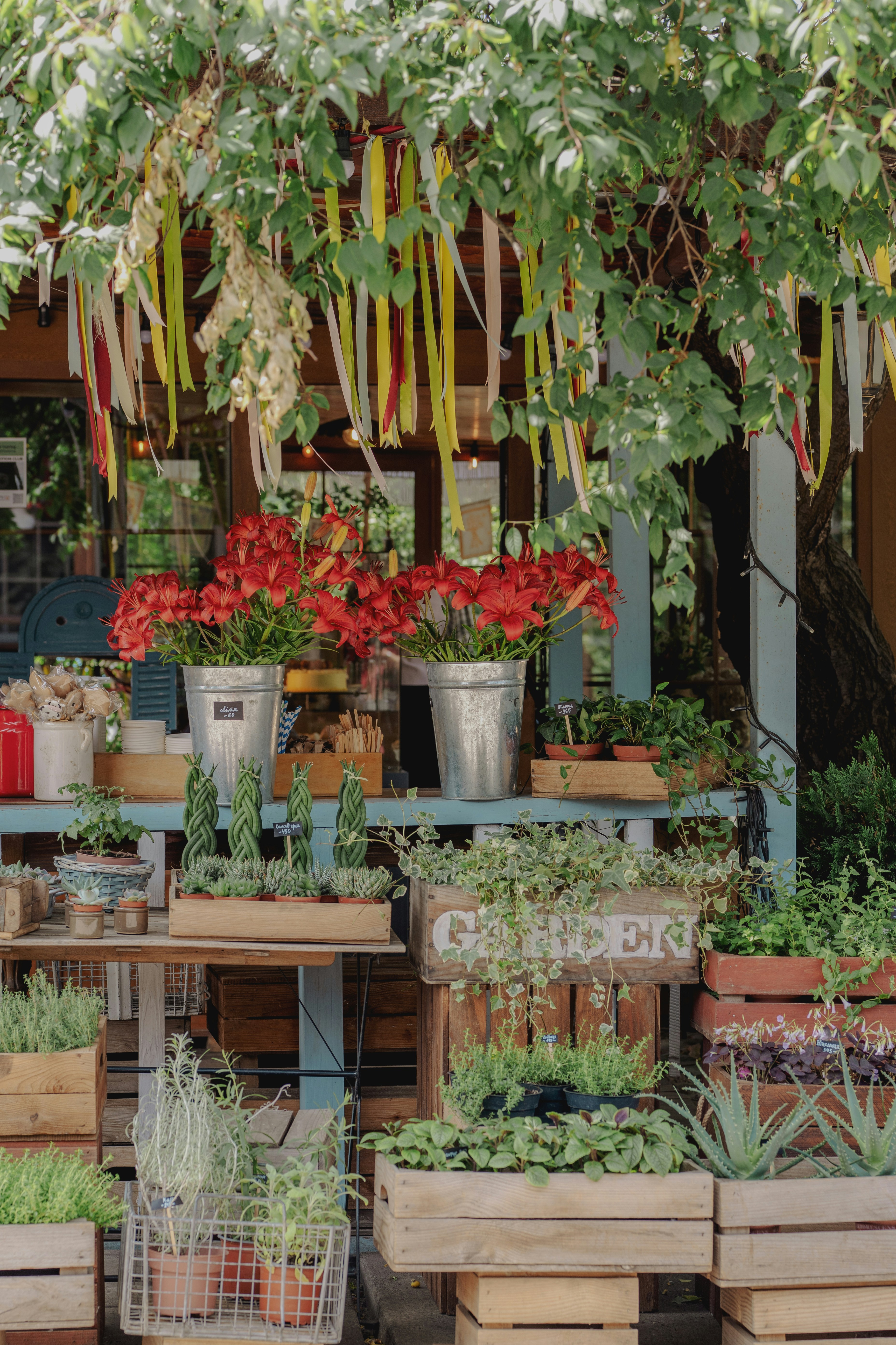 Red blooms and herb shelves in a sunlit plant stand