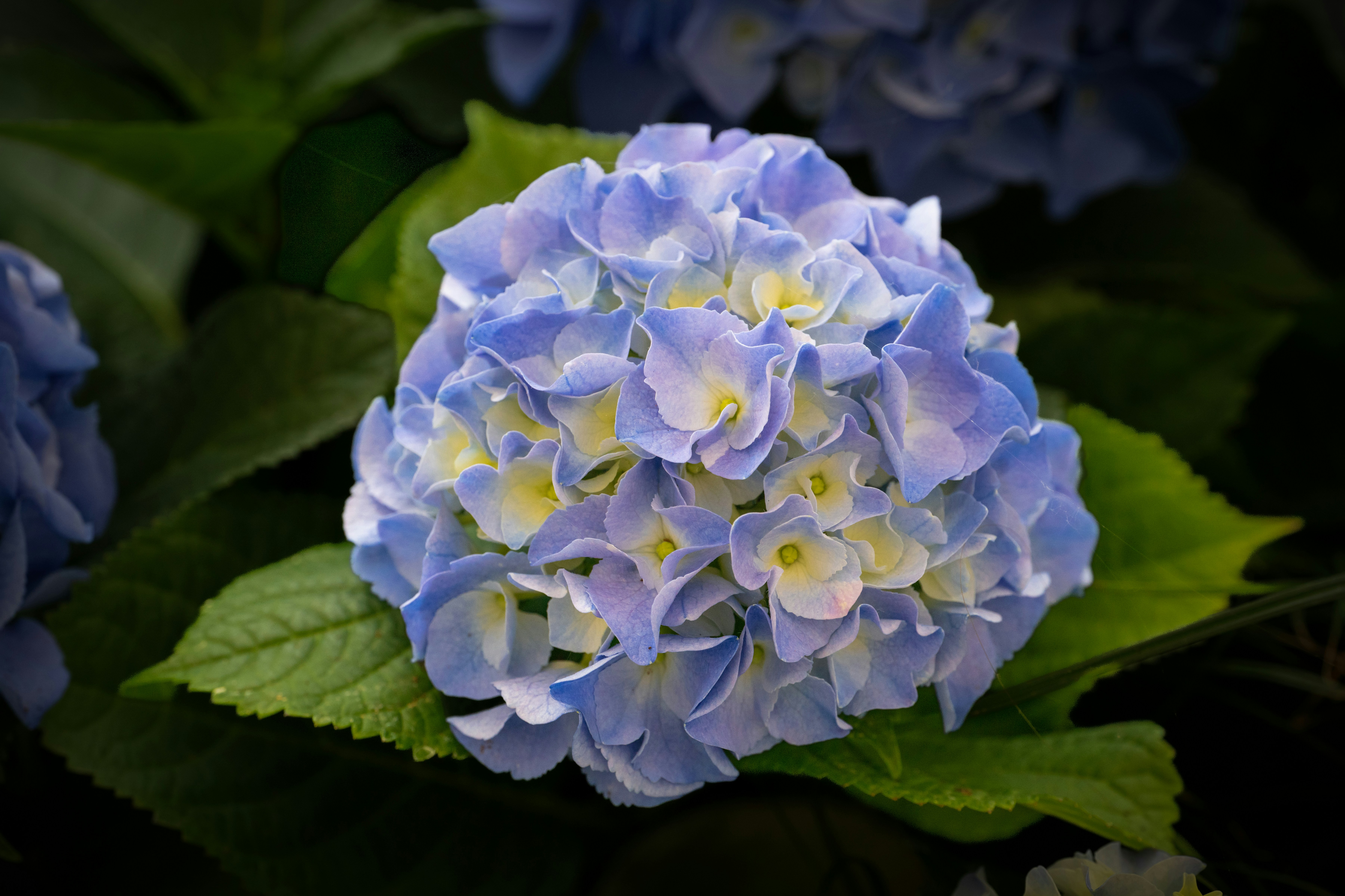 Blue Hydrangea Mosaic: Soft Petals with Leaf Backdrop