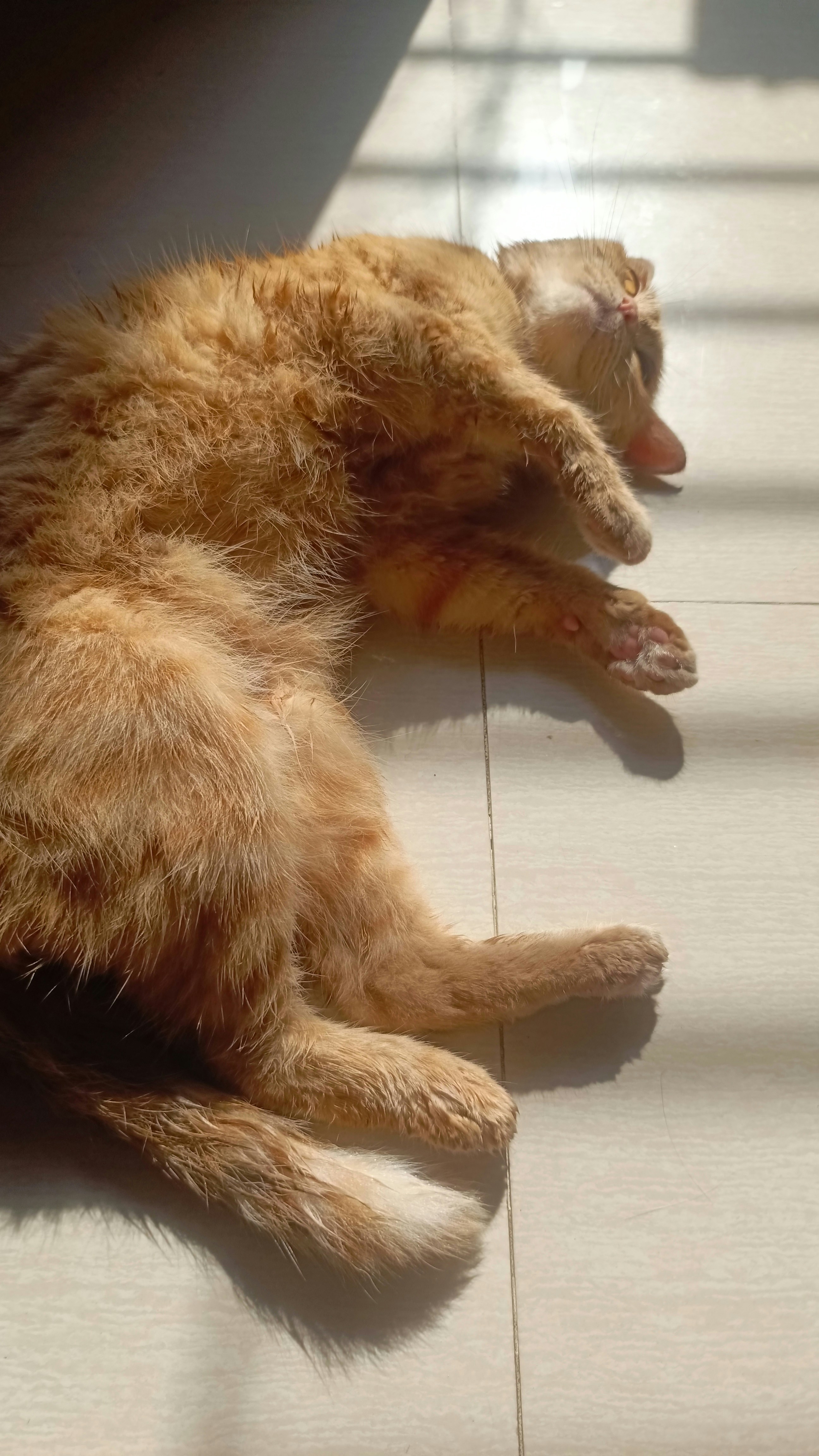 Sunlit Orange Cat Napping on Glazed Floor