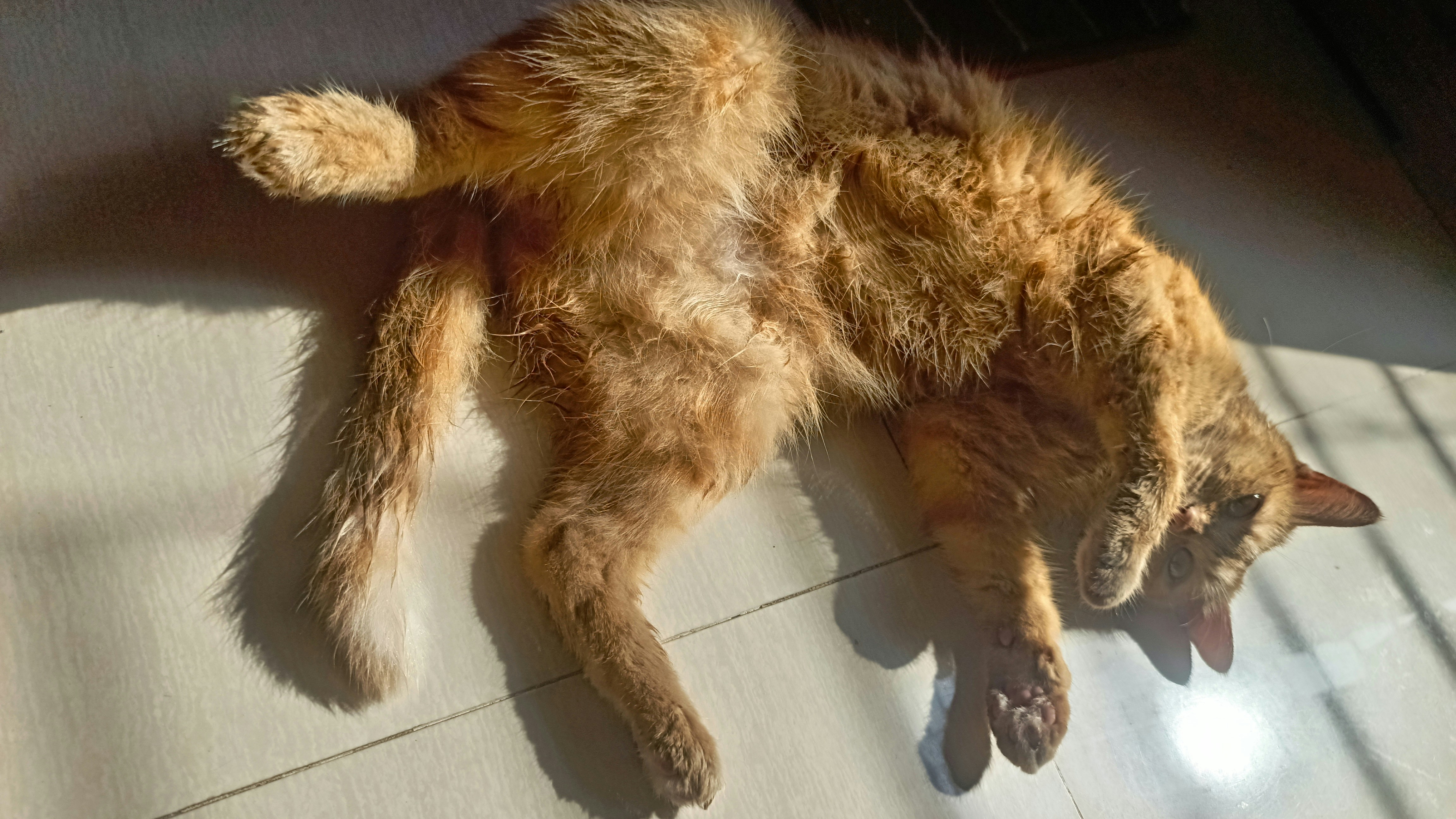 Sunlit nap: a fluffy cat curled across a sunlit floor
