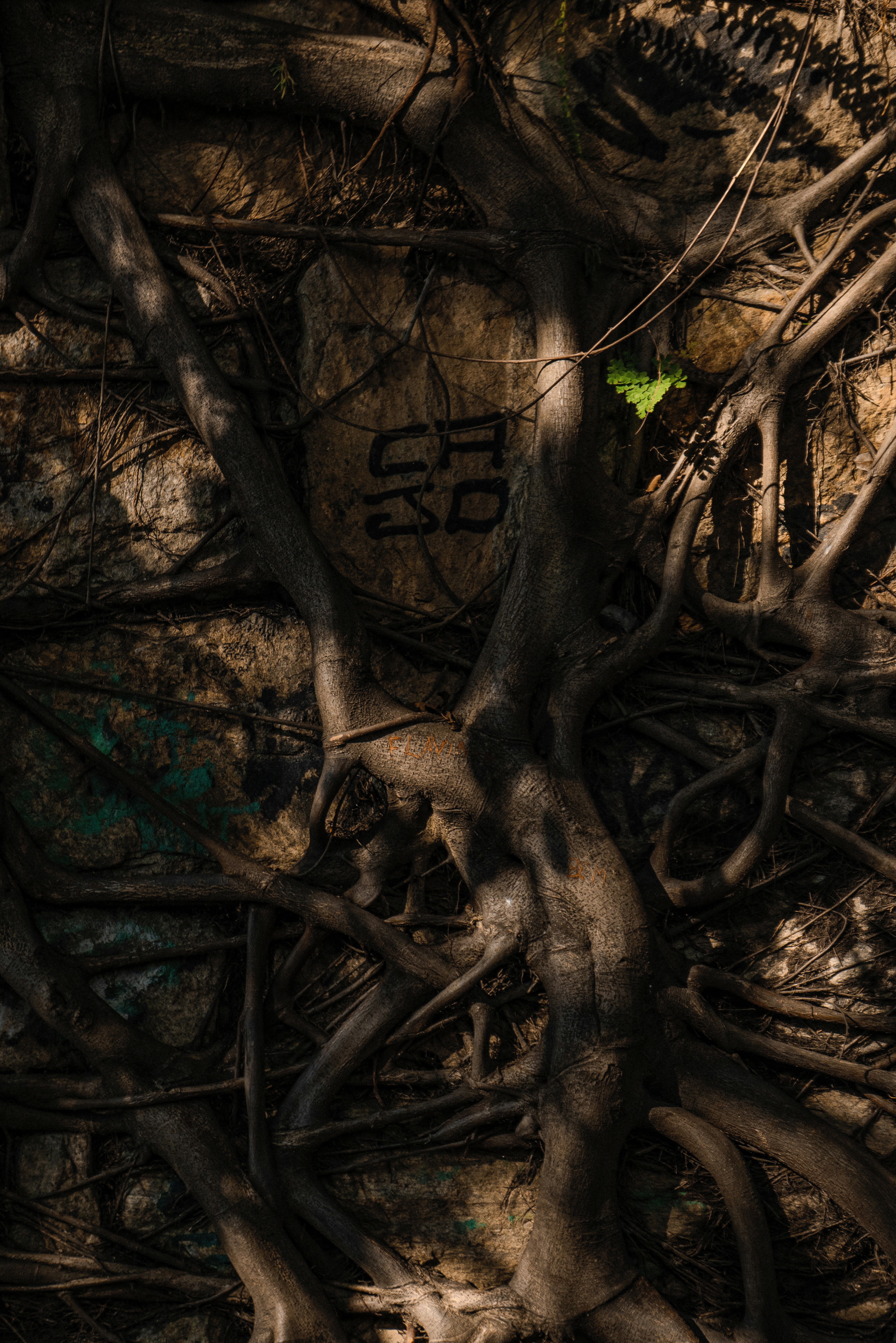 Entangled Roots Veil Over a Graffitied Wall
