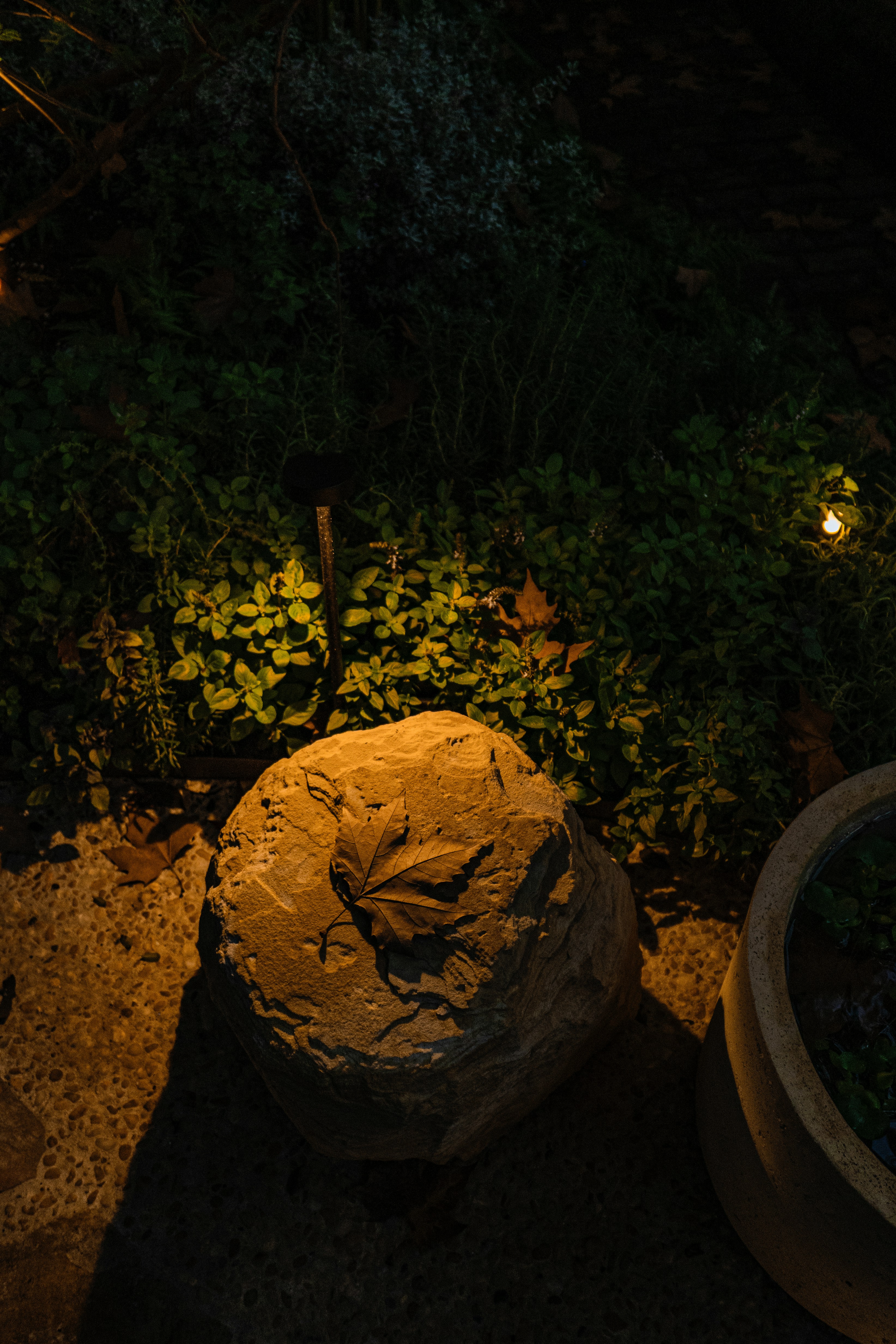 Moonlit Stone and Ferns: A Quiet Garden Moment