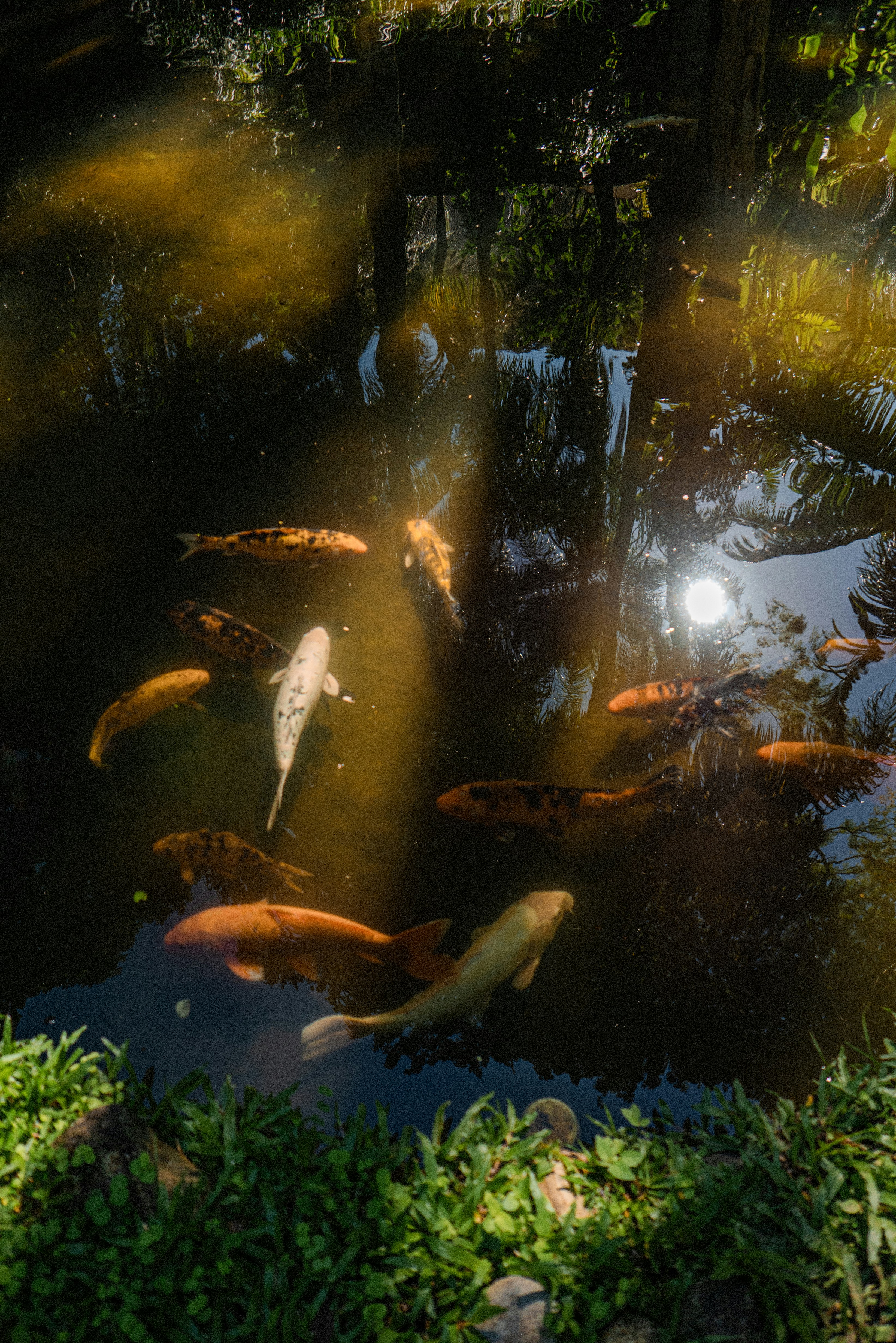 Koi in Quiet Mirror: A Sunlit Pond of Color and Ripples