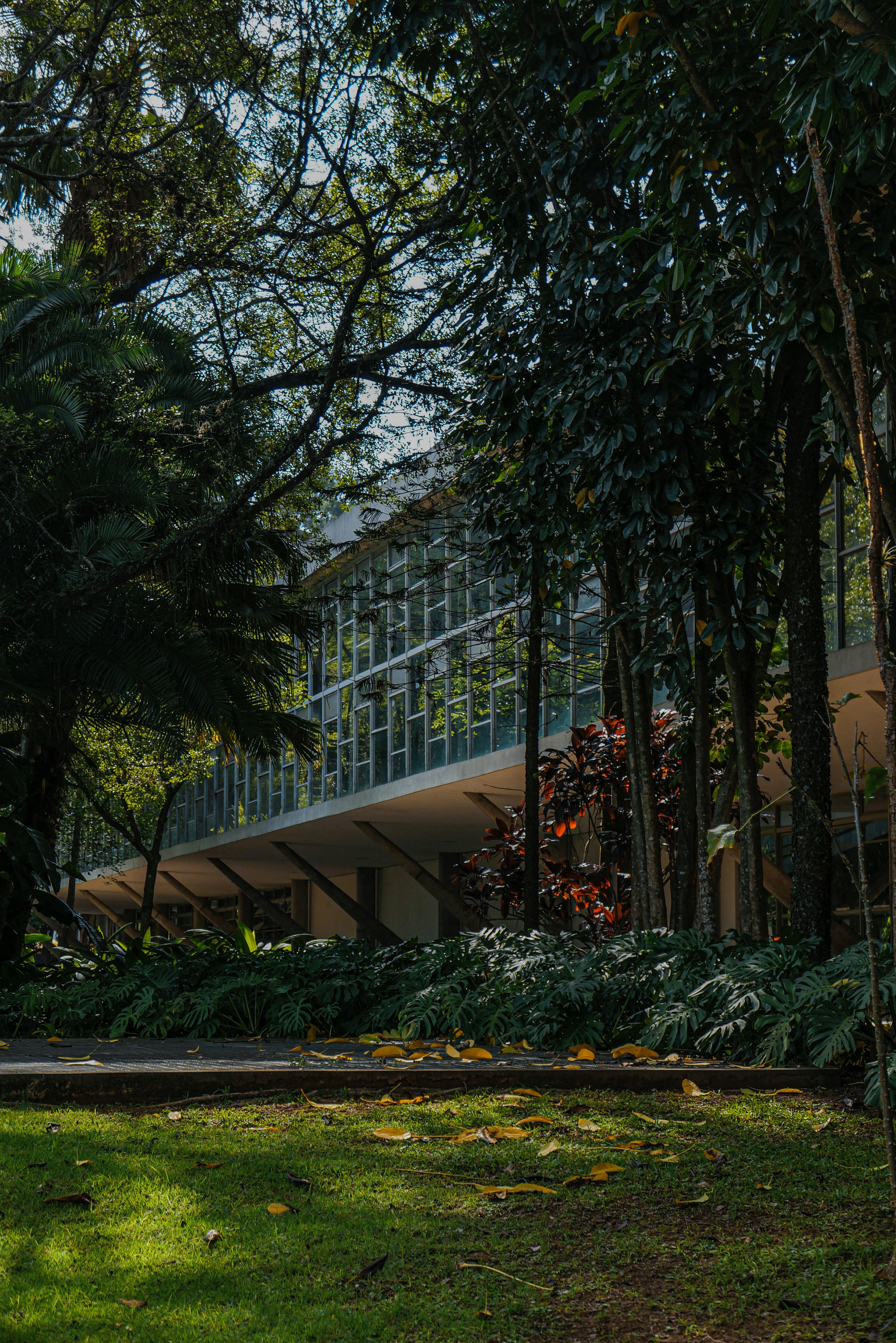 Shaded Courtyard Corridor Framed by Jungle Canopy