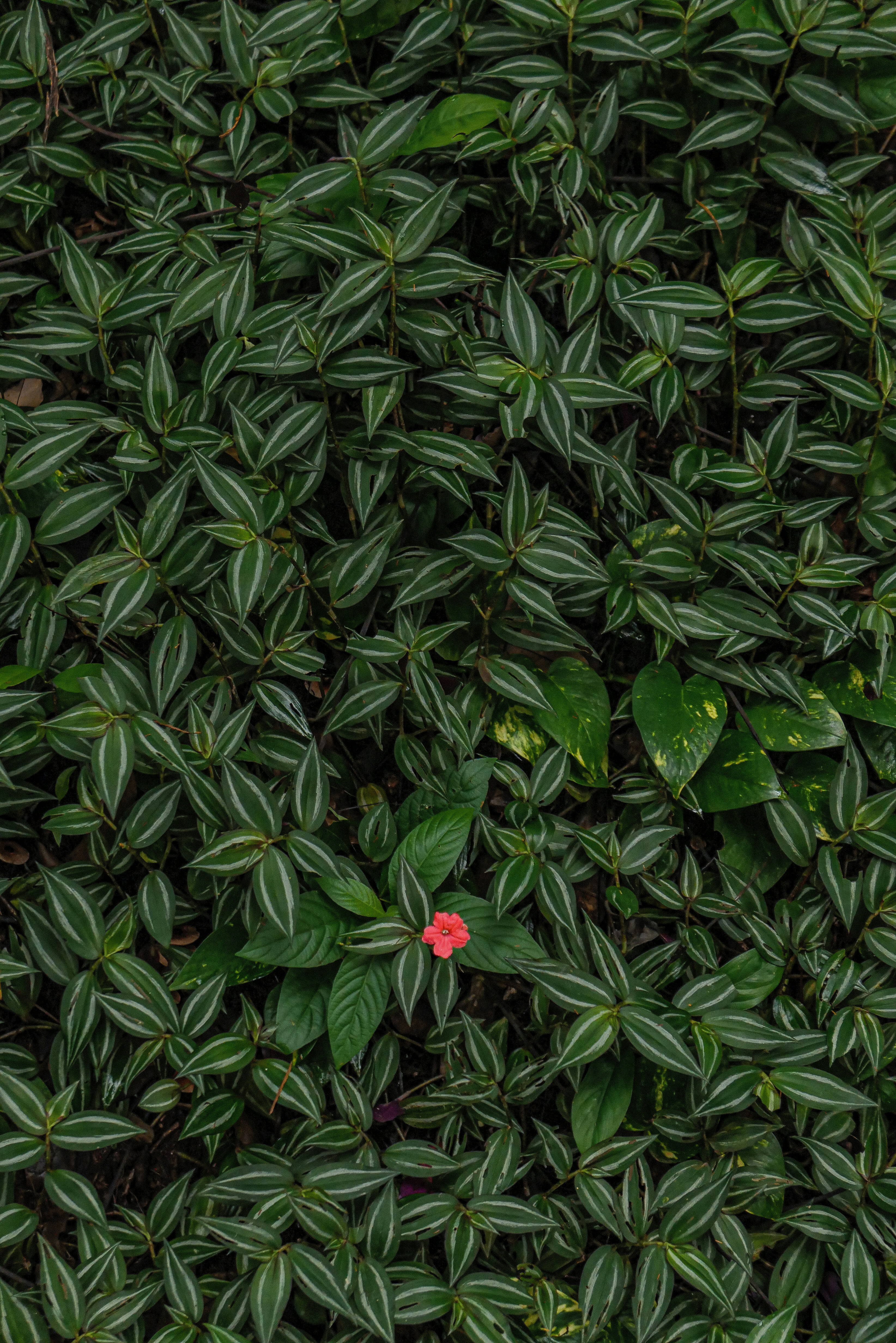 A single coral bloom among emerald vines