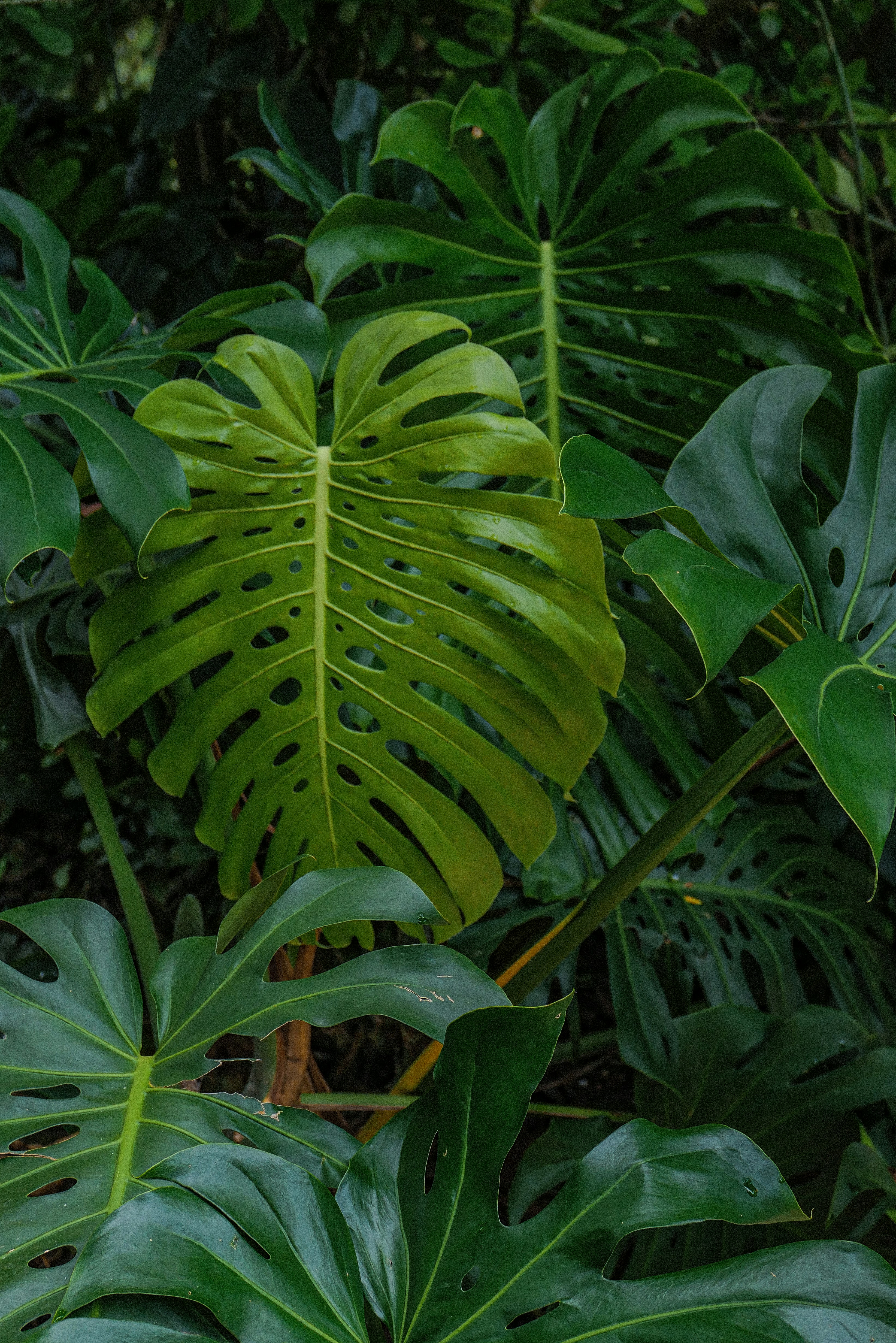Verdant Monstera Symphony: A Leafy Moment in Focus