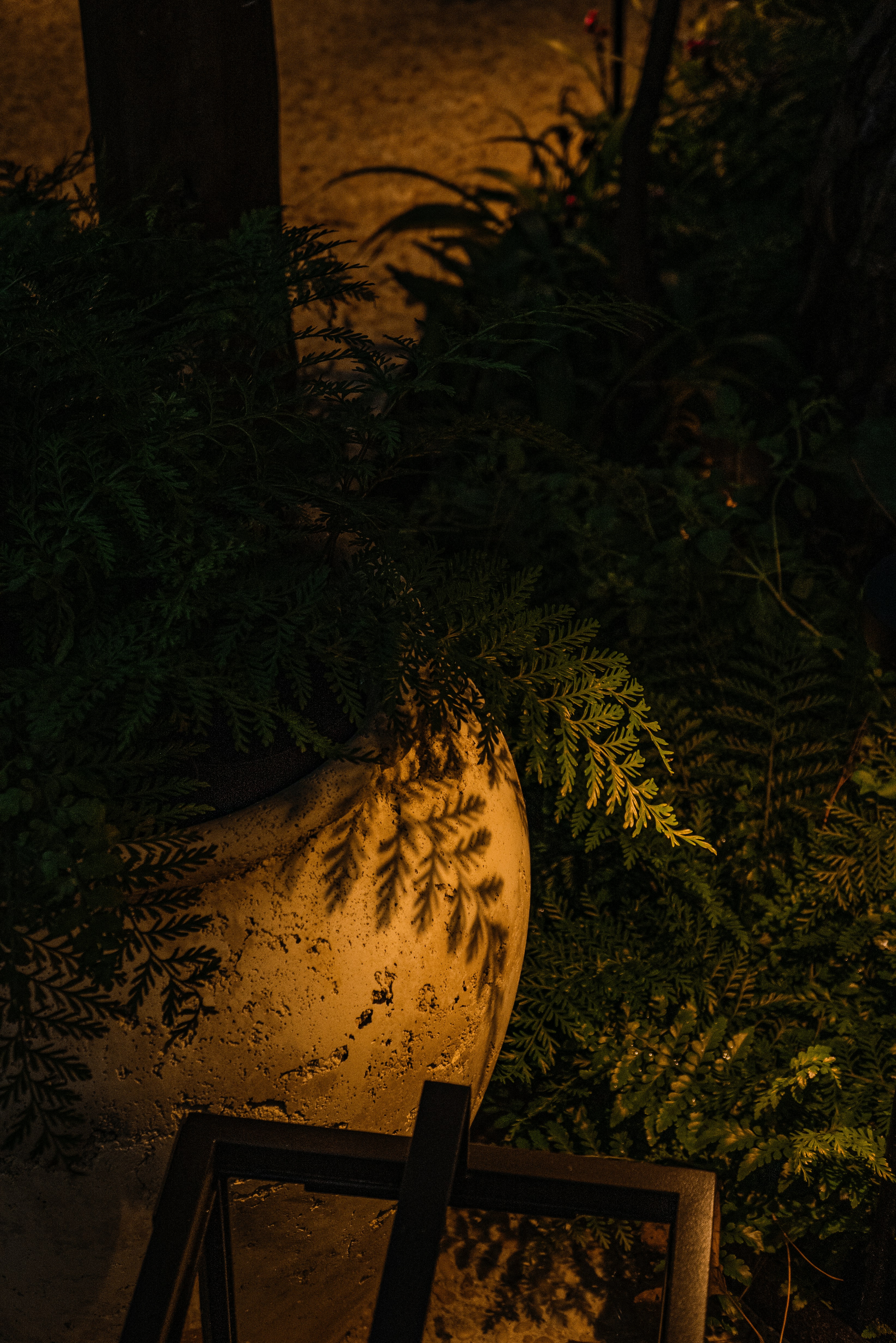 Low Light Corner: Ferns and Earthen Vessel in Soft Street Glow