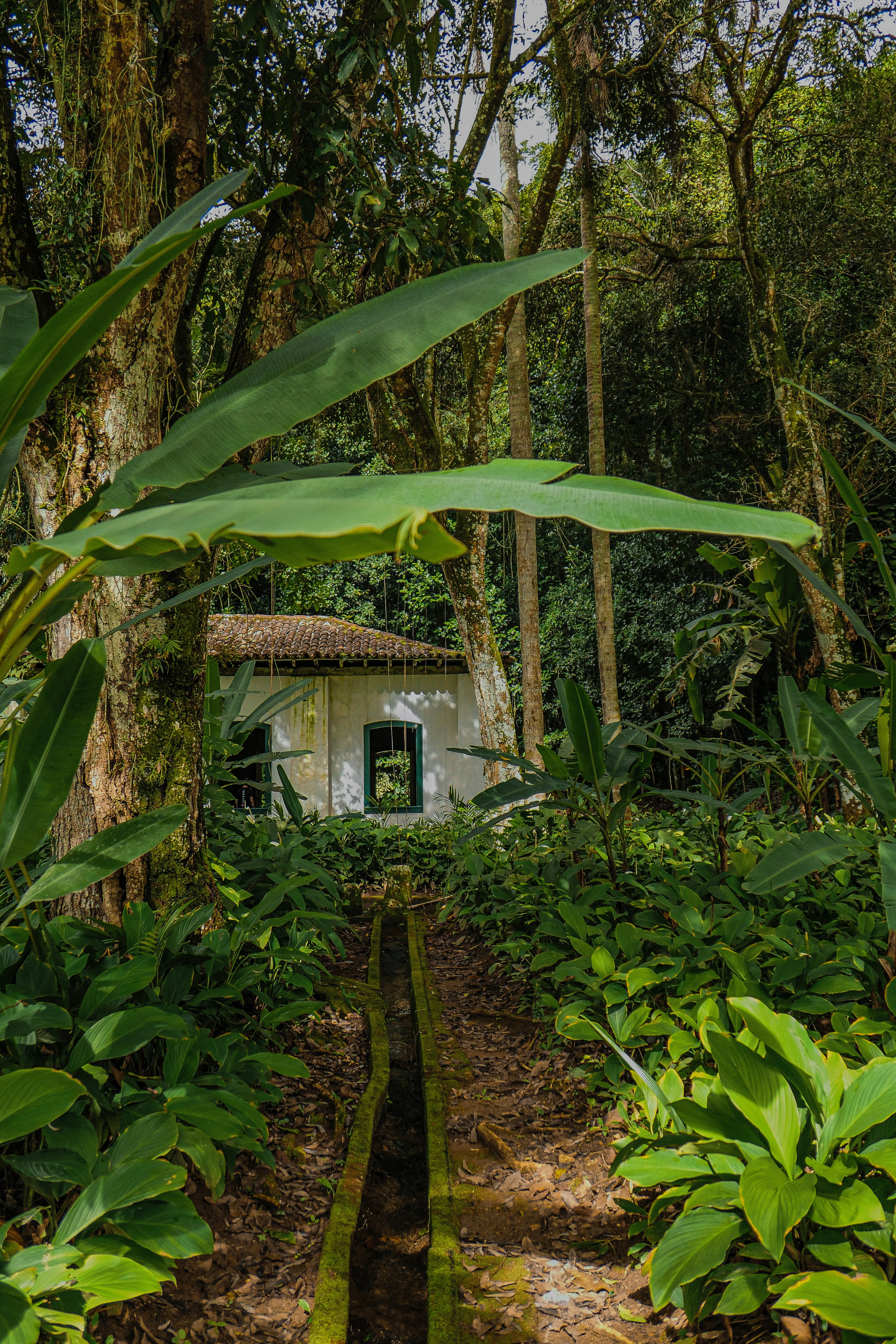 Dense jungle path leads to a small white hut peeking through the trees.