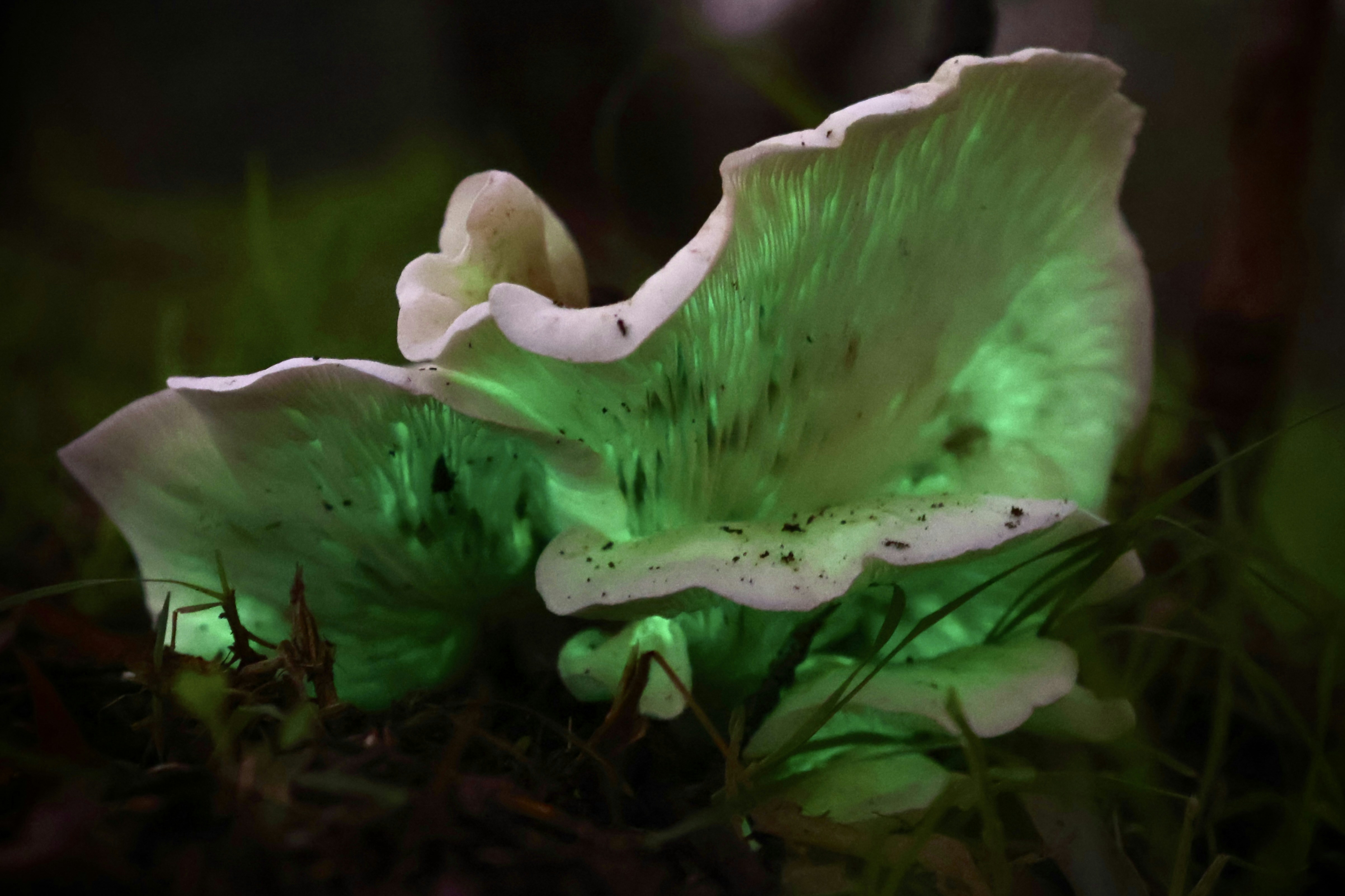 Glowing Green Gymnocalycium Dream: A Fungal Forest Fungus Bloom