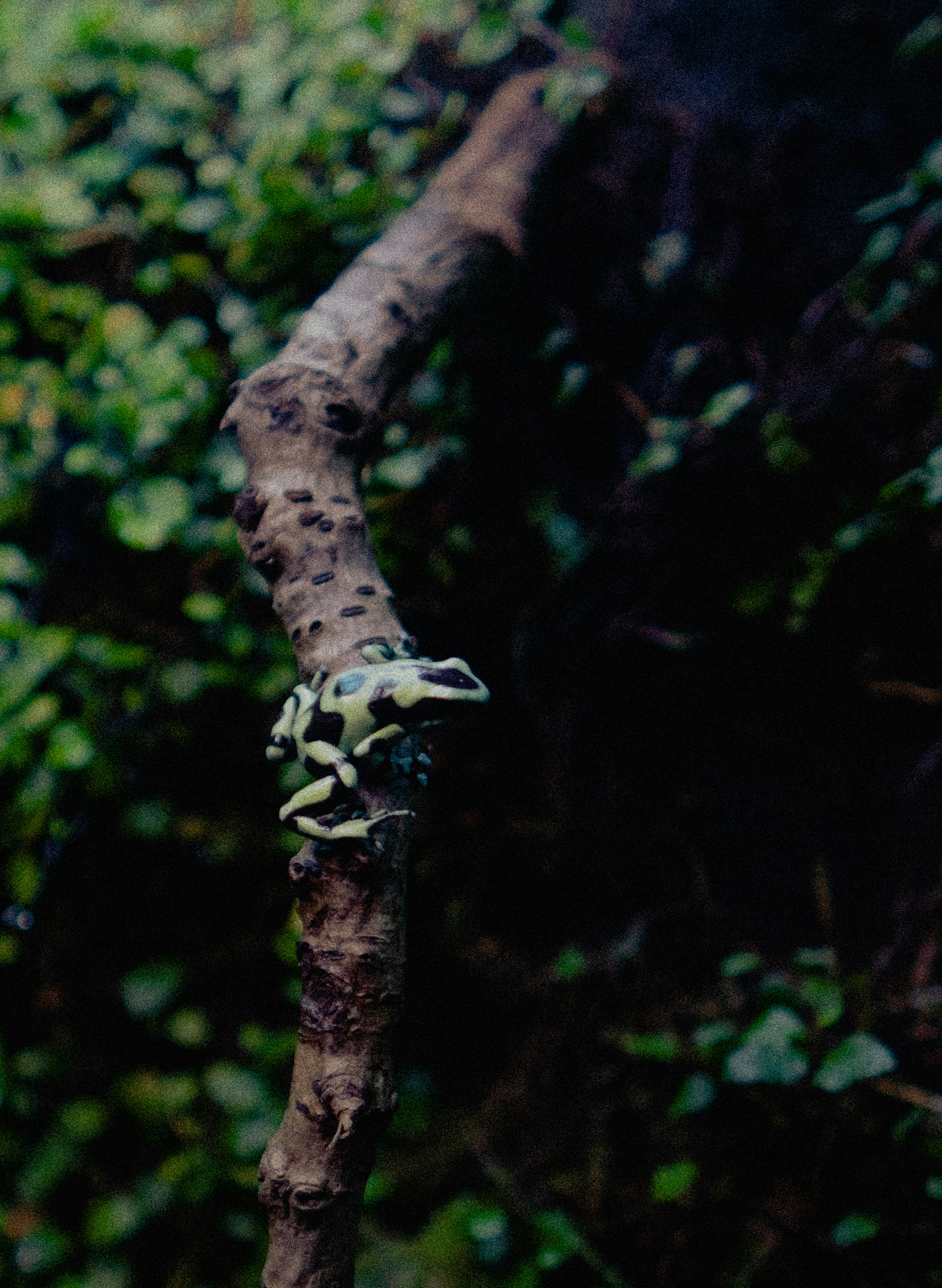 A vibrant green and black frog on a tree branch.