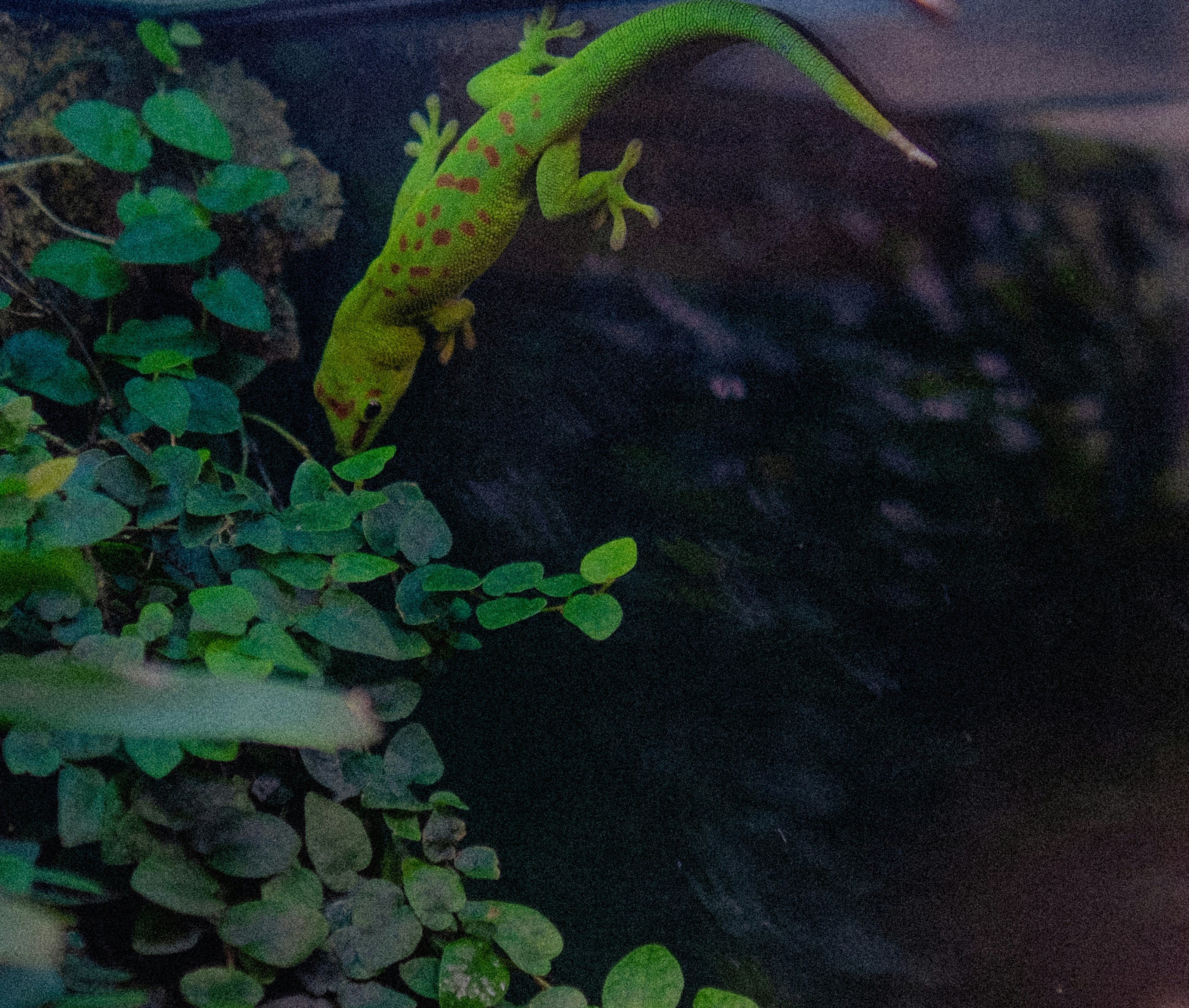 Emerald Gecko Cling: A Vibrant Snapshot of a Green Gecko on Leafy Backdrop