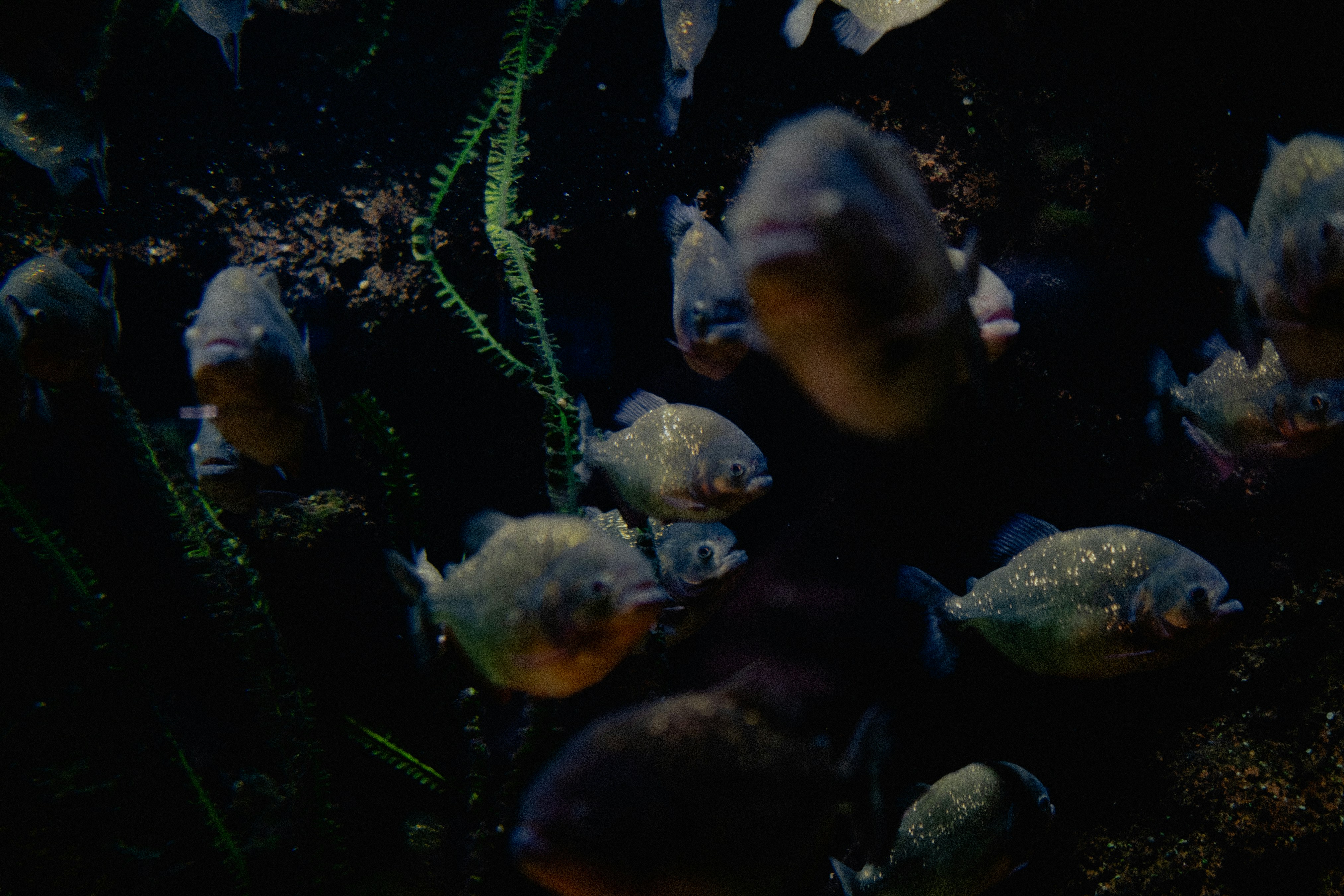 Soft School of Night-blue Fish Hovering Among Submerged Ferns