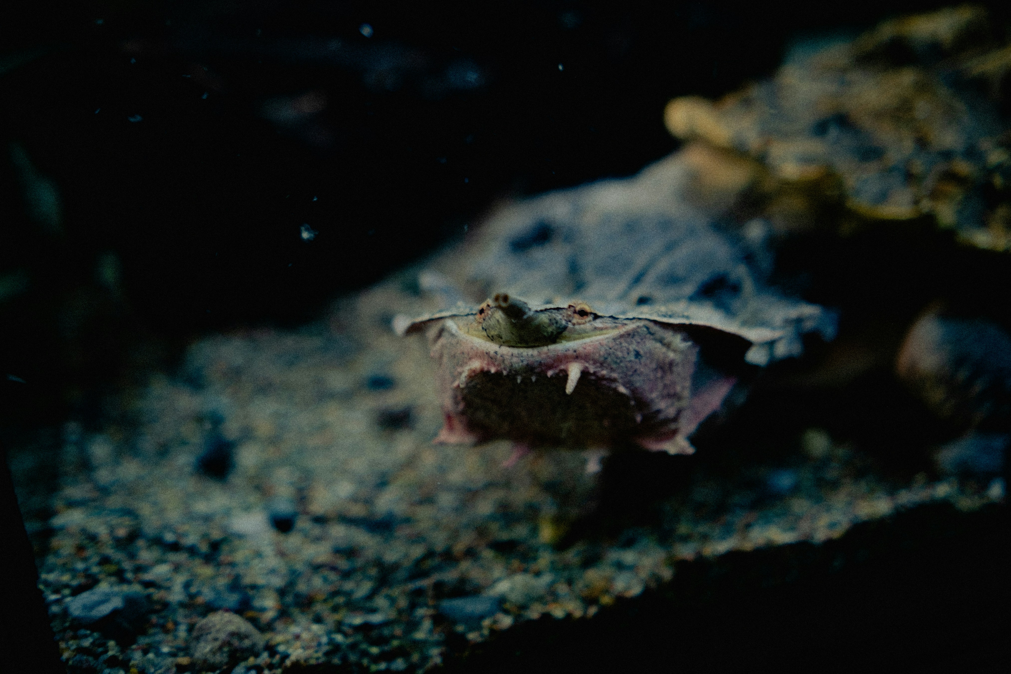 Submerged Crustacean in Shadowed Sand