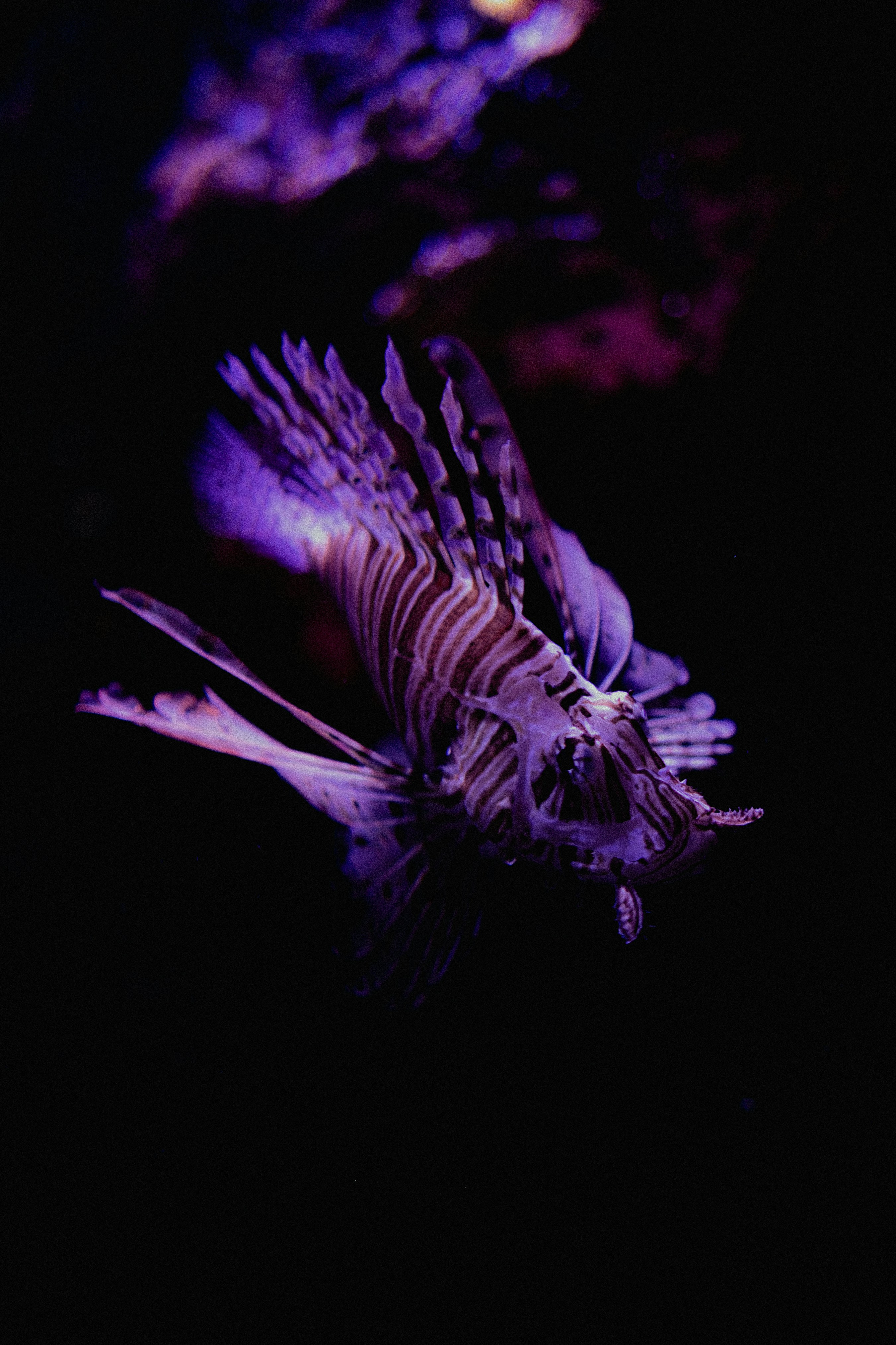 Midnight Lionfish: Violet Currents in a Dark Reef