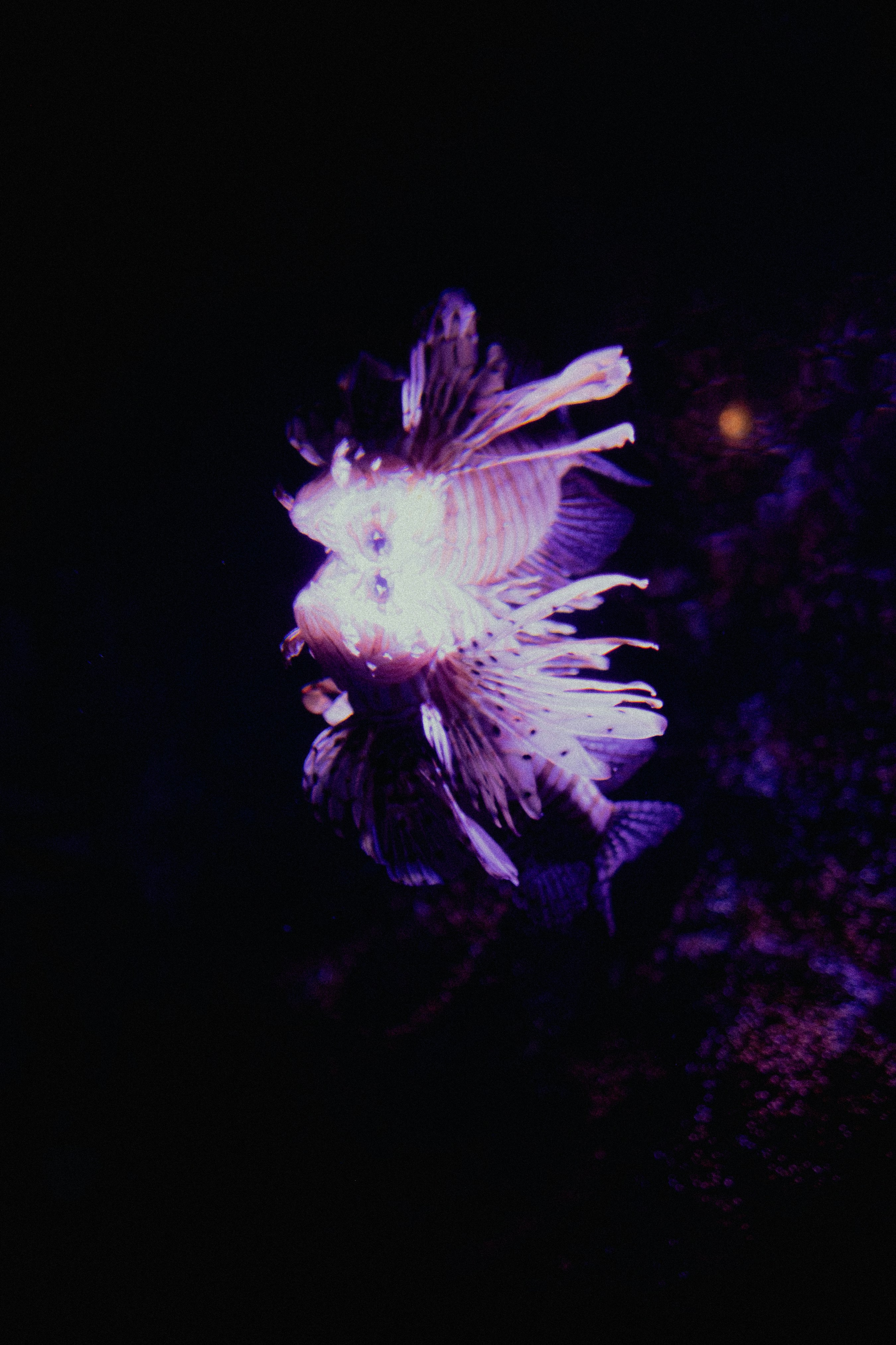 Luminous Lionfish in Velvet Darkness