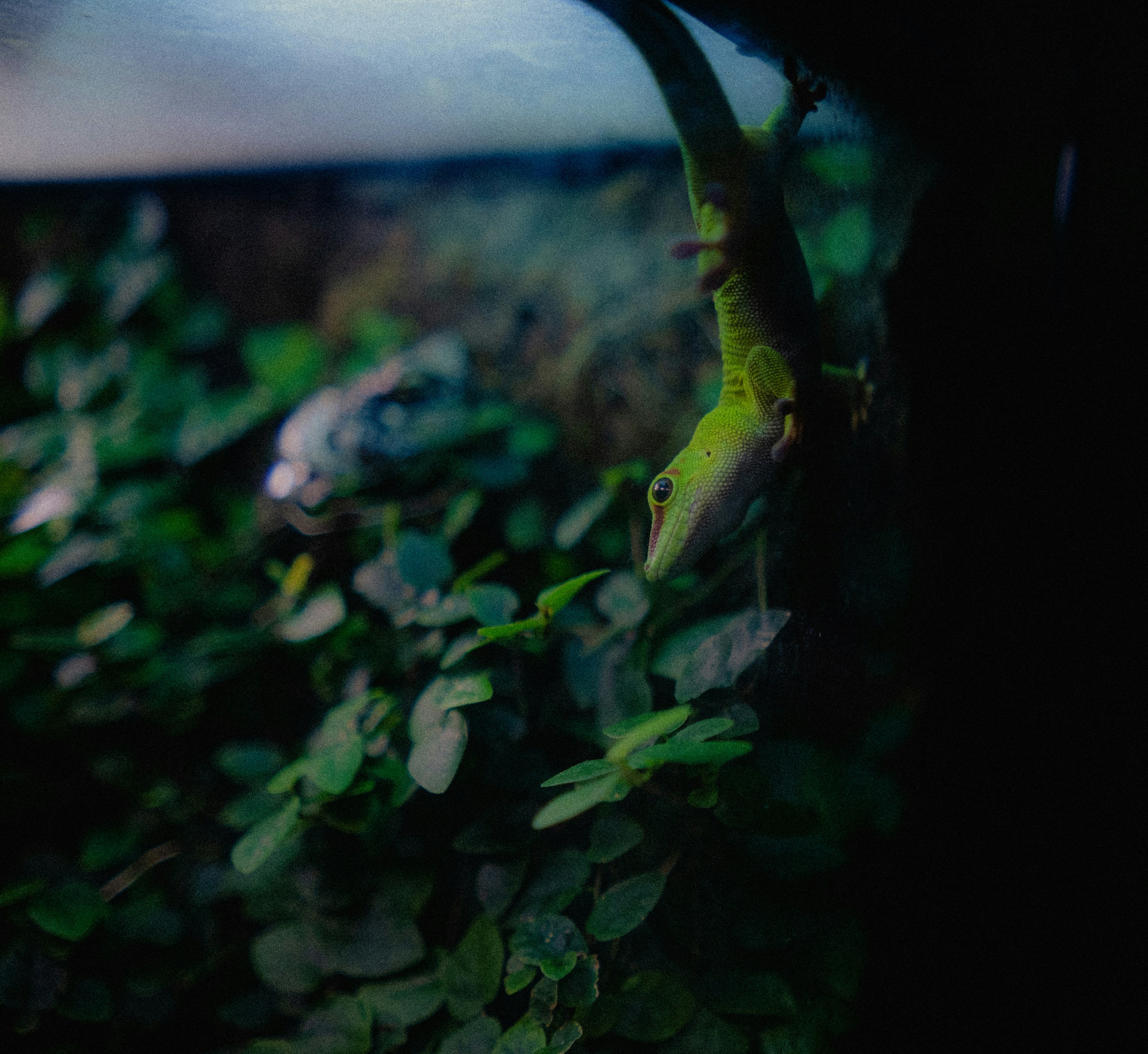 Emerald Grove: A Quiet Gaze Between Glass and Leaves