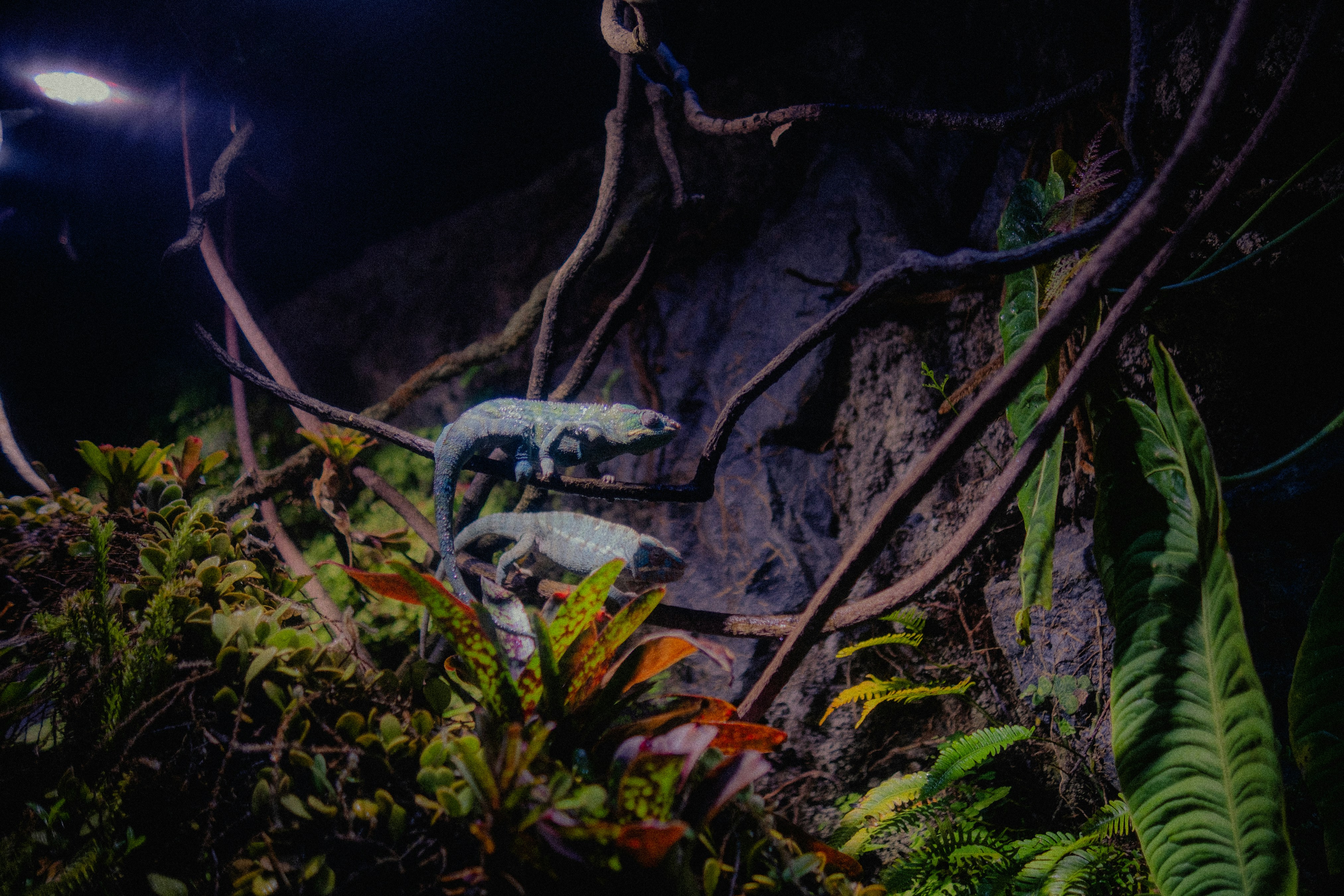 Hidden Serpent Garden: Night Habitat Illuminated