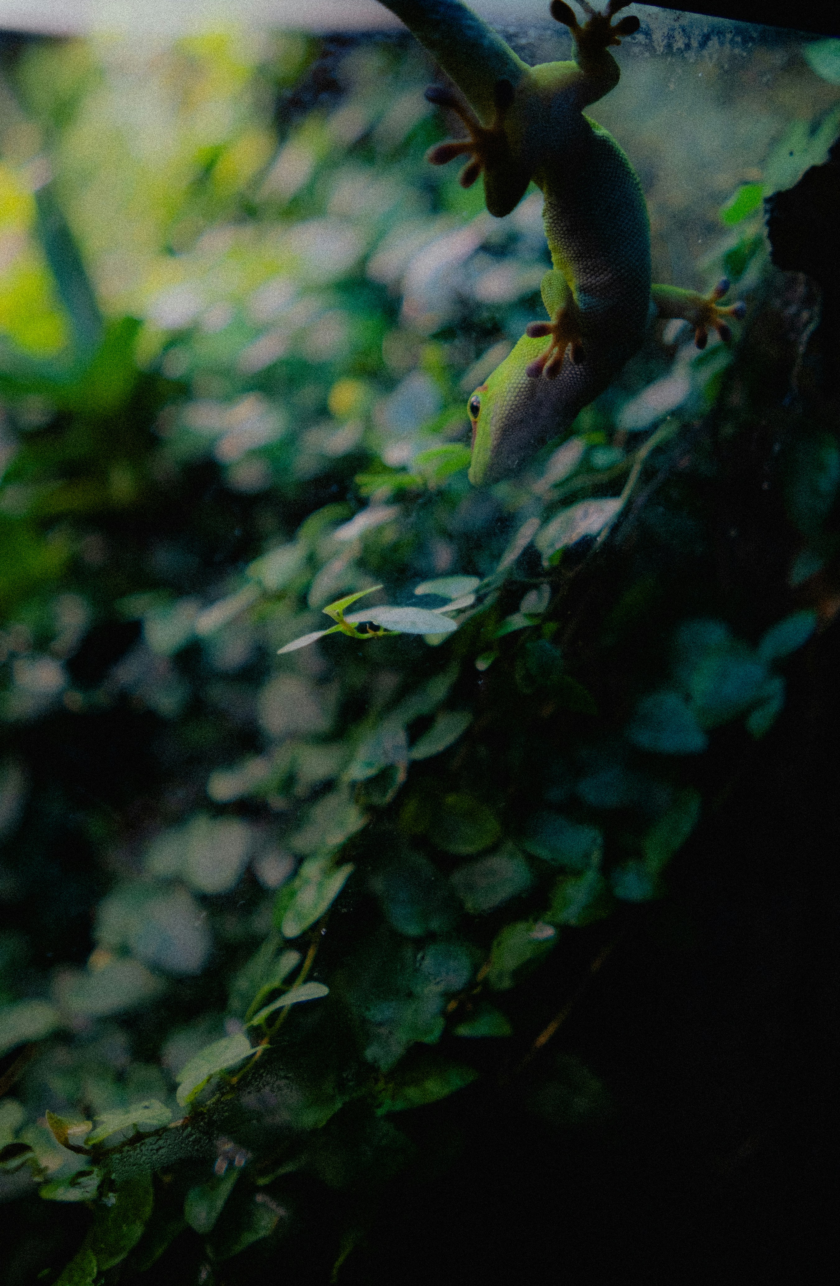 Arboreal Climber: Gecko on the Glassy Green Ridge