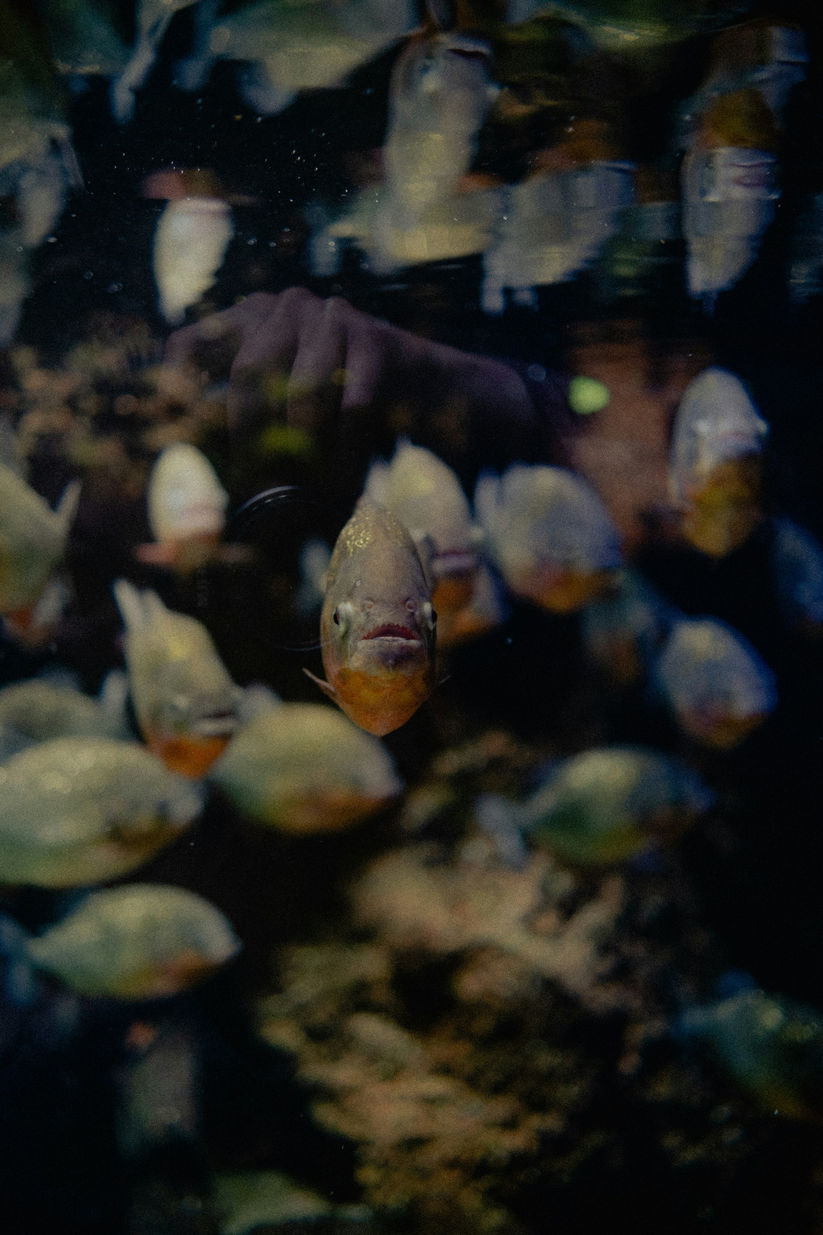 School of fish drifting in dim aquarium light, centered on a solitary orange-faced specimen