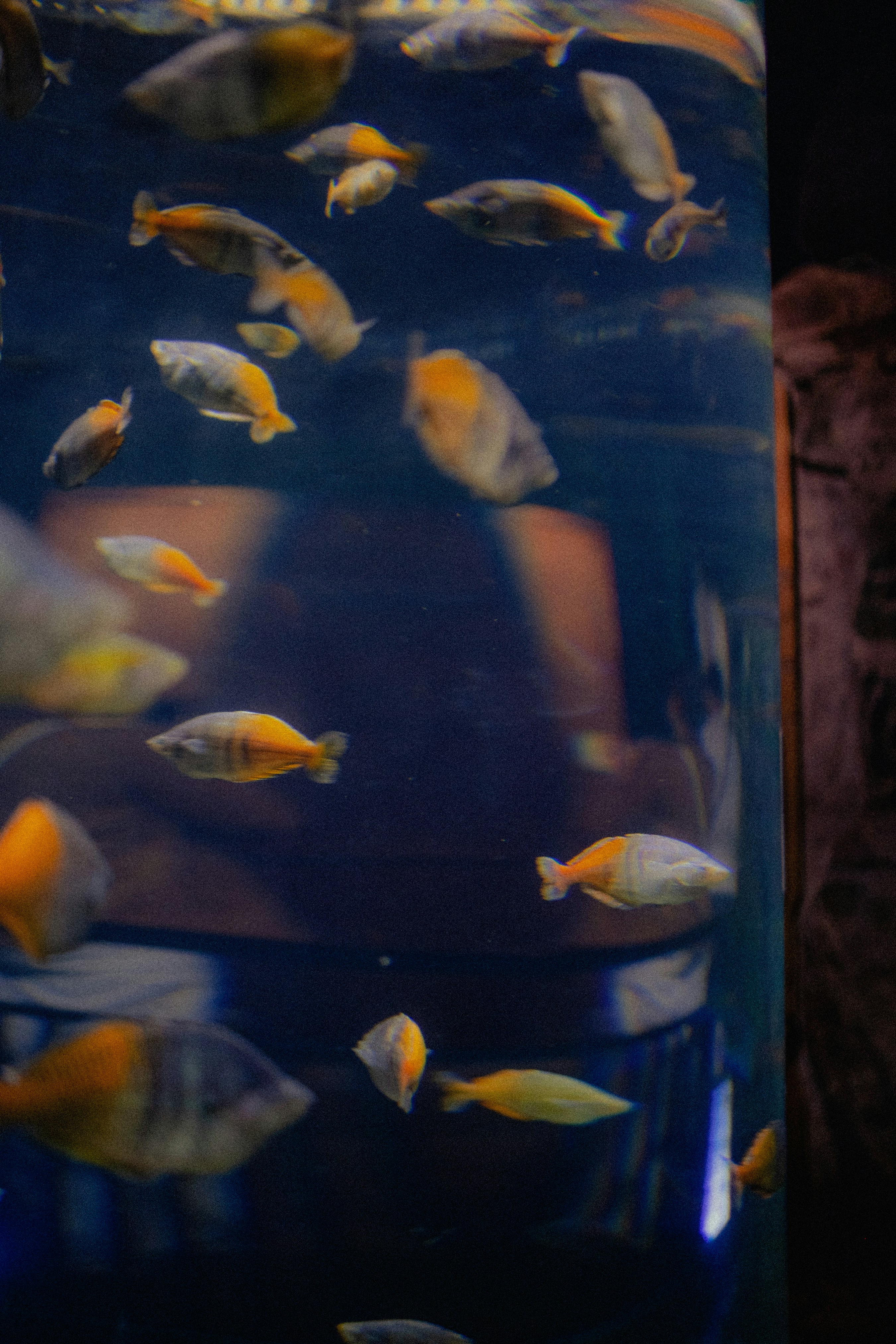School of orange-tinted fish swirl inside a curved tank