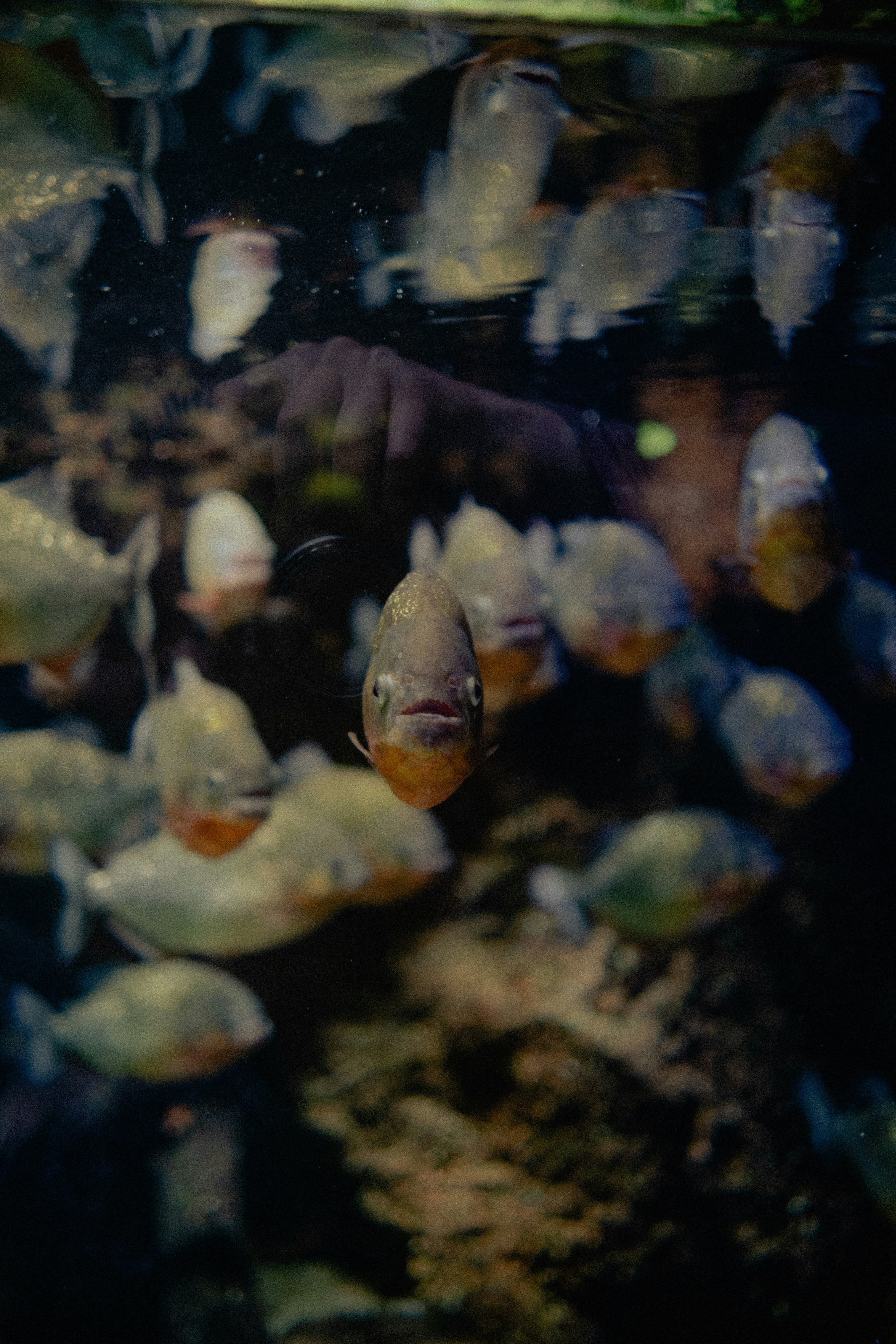 Centered Eye of the Aquarium: A School of Fish Gathers Around a Floating Sentinel