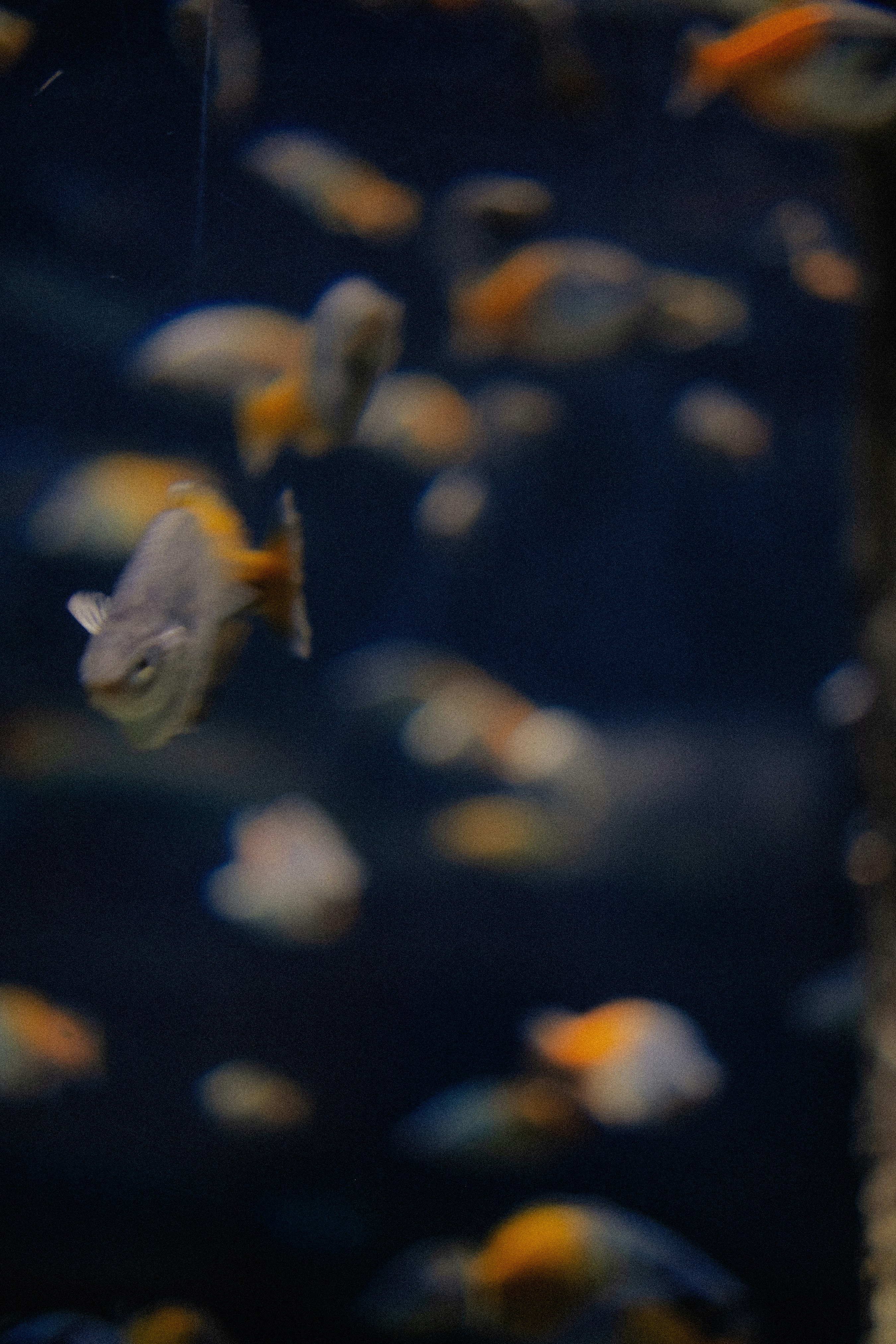 Floating Gold: Blurred Koi in a Midnight Aquarium