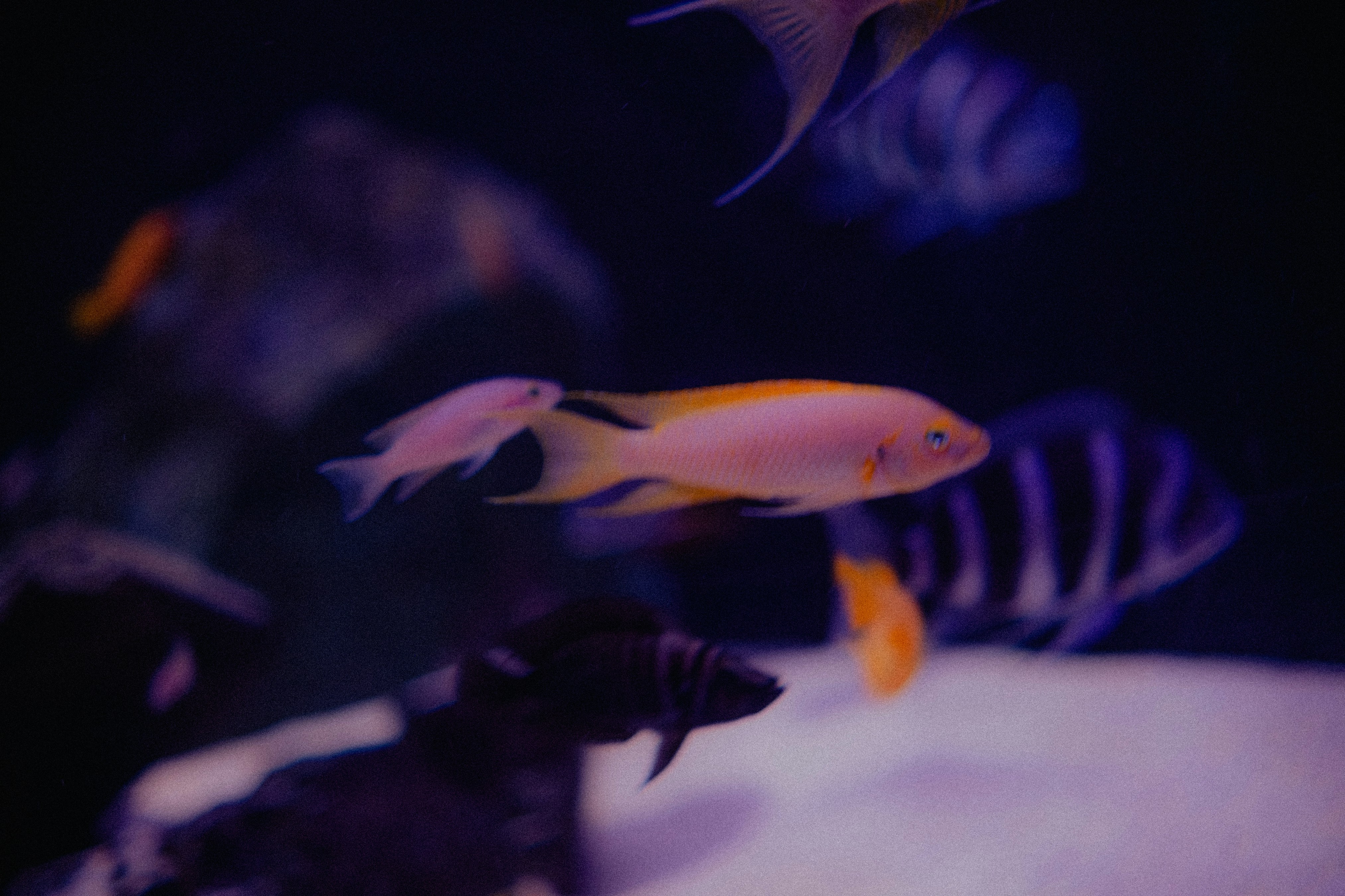 Golden Blush: A School of Neon Fish in Soft Focus