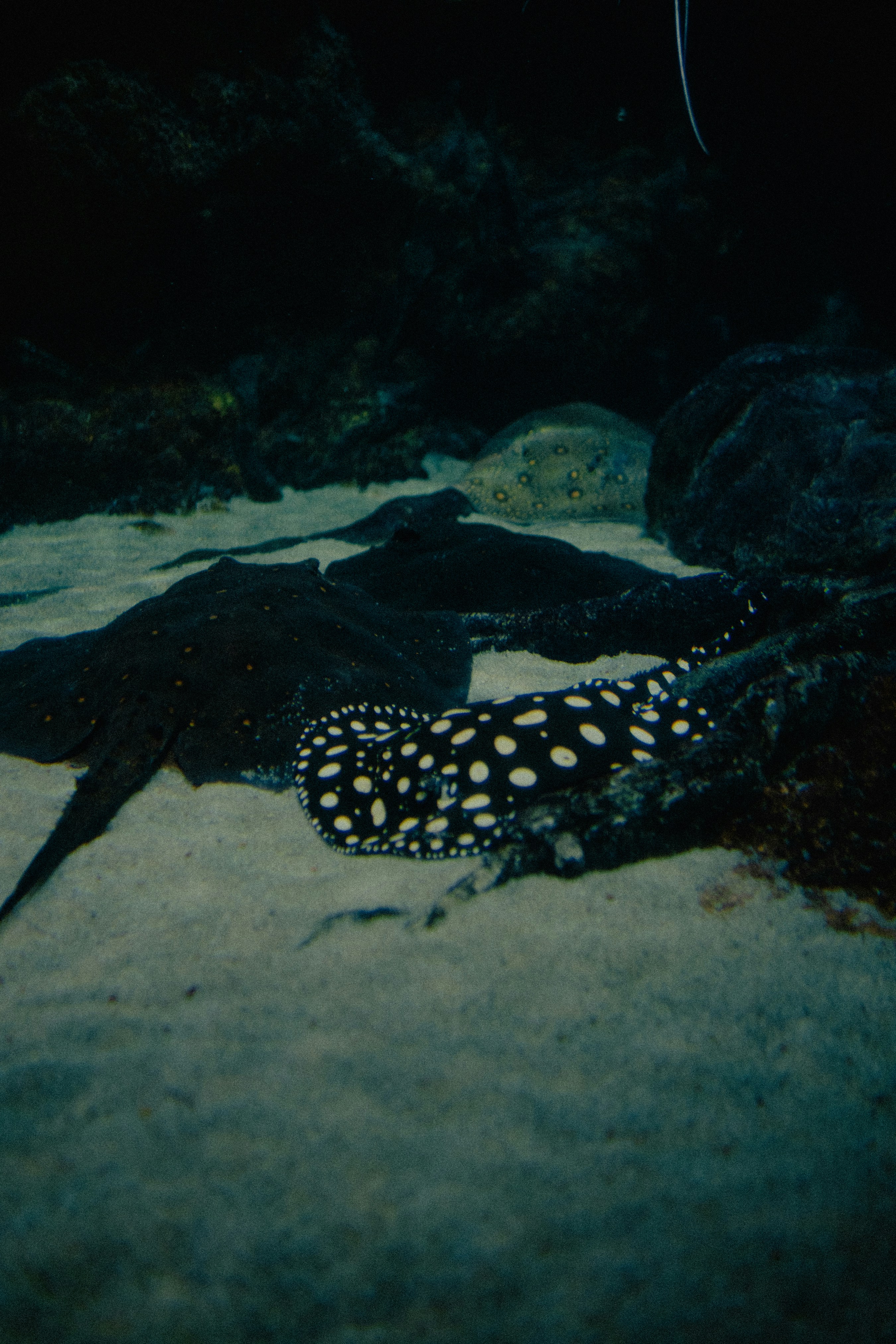 Spotted Sea Floor: A Gentle Clustering of Roving Rays