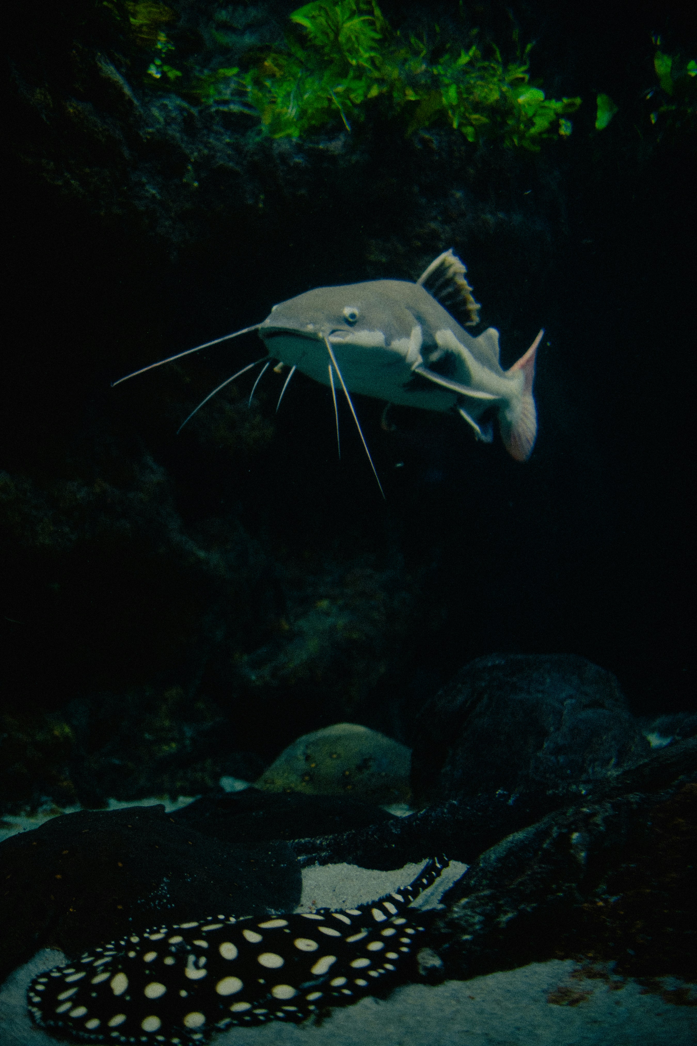 Ambush of the Reef: A Velvet Catfish and a Spotted Stingray
