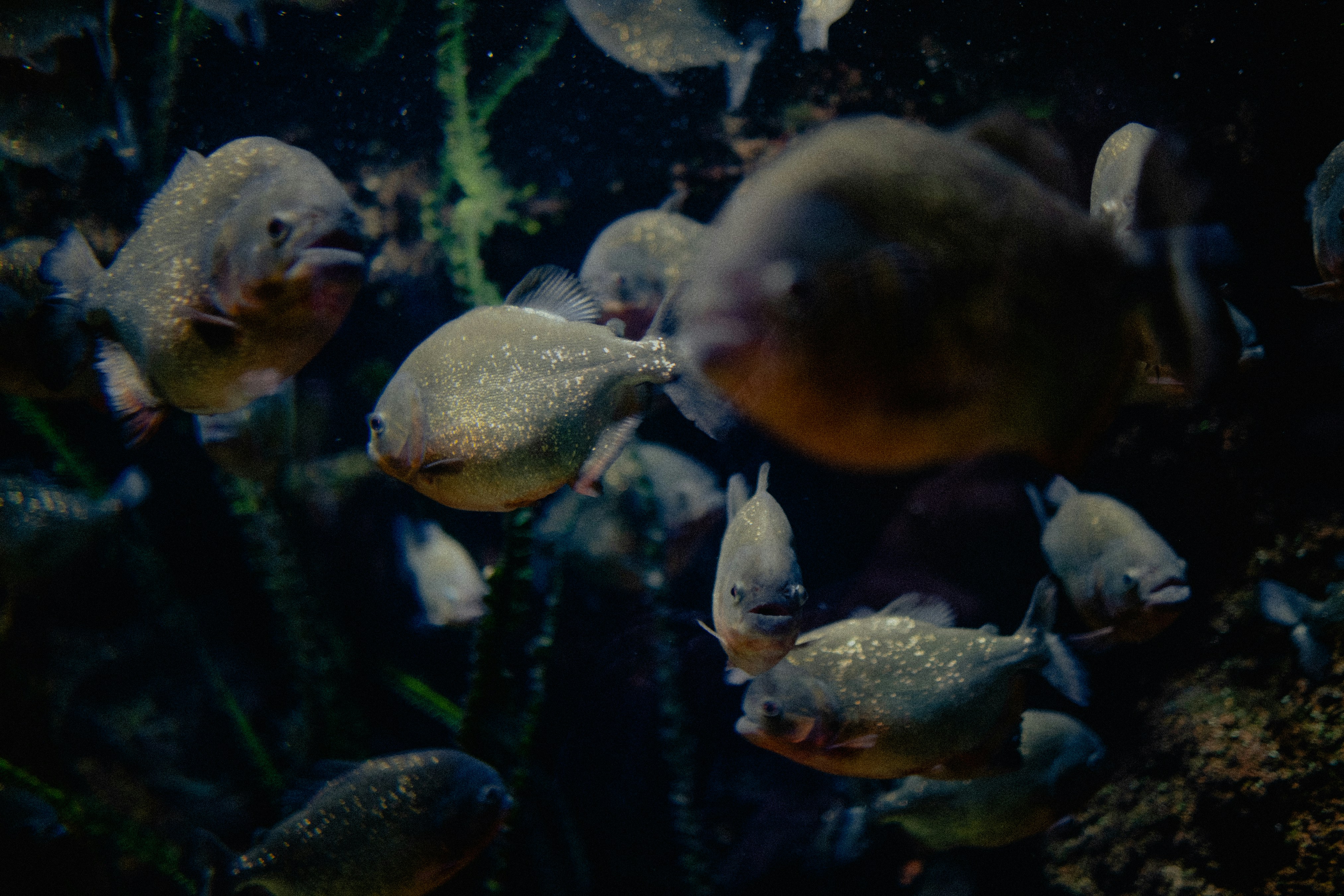 School of Silver Bodies in Dark Reef Corridor