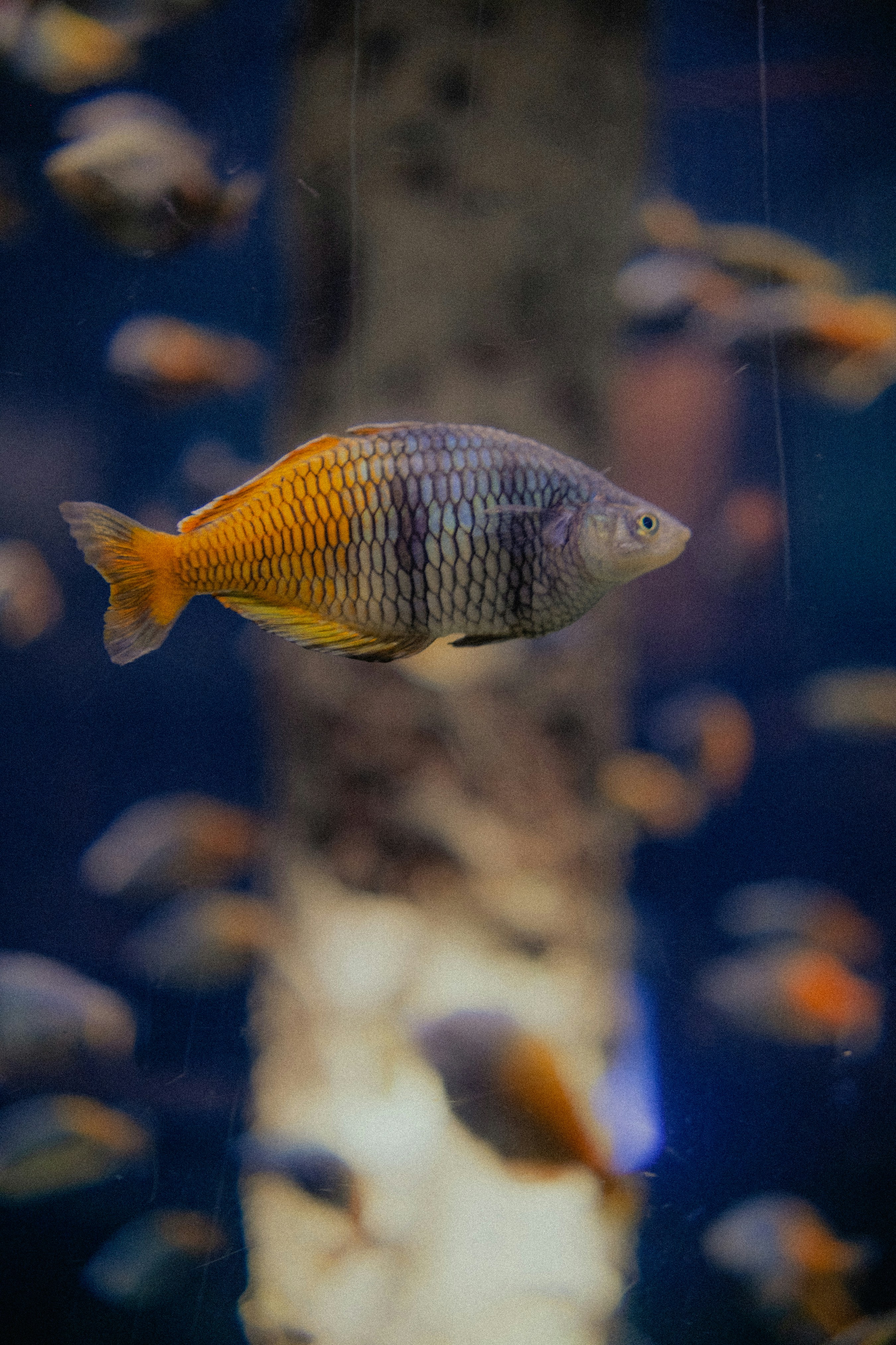 Golden-scaled Eye: A Single Fish in a Quiet Aquarium Tale