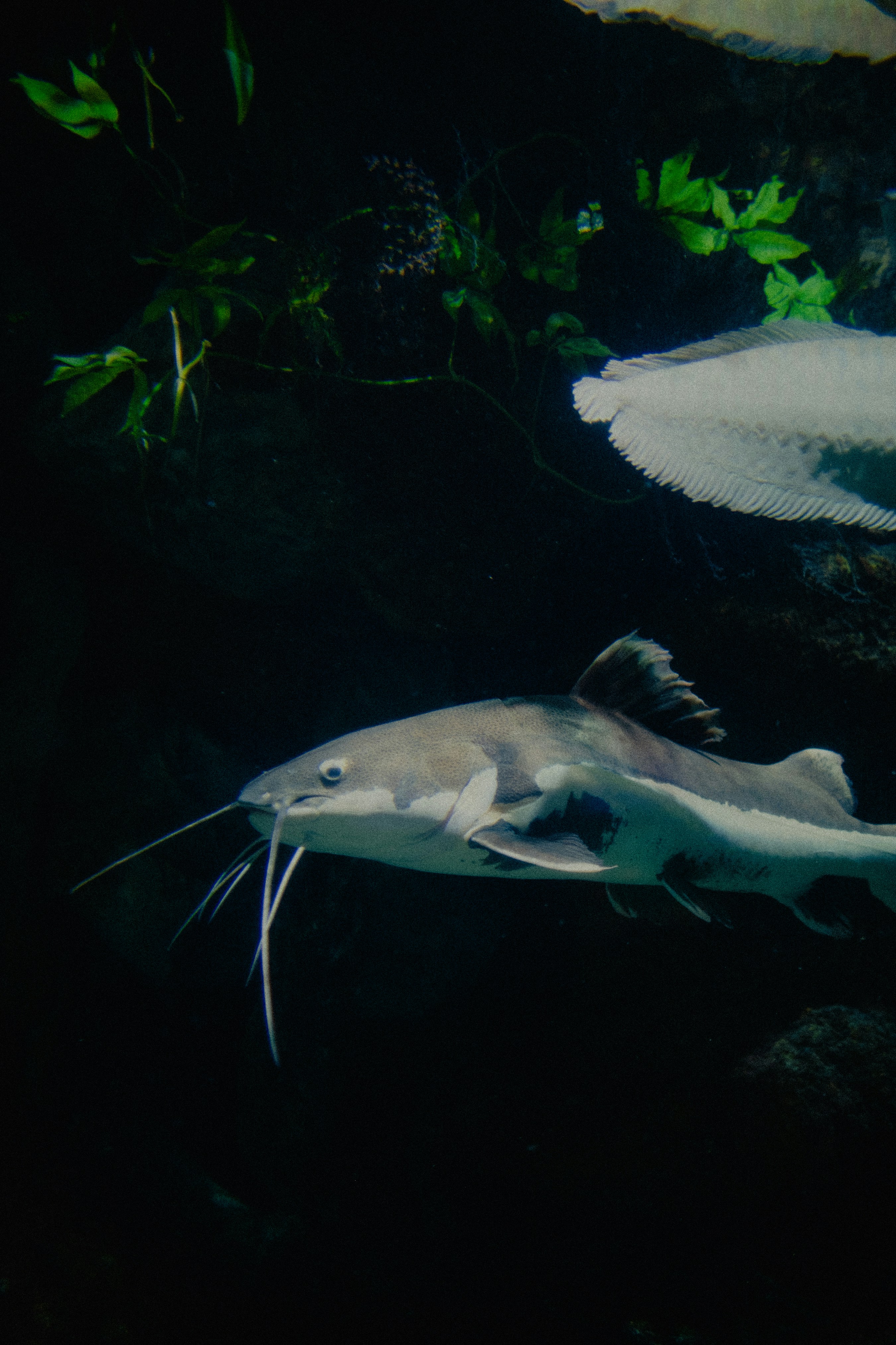 Low-light Hunter: Catfish Glide Through a Shadowed Reef