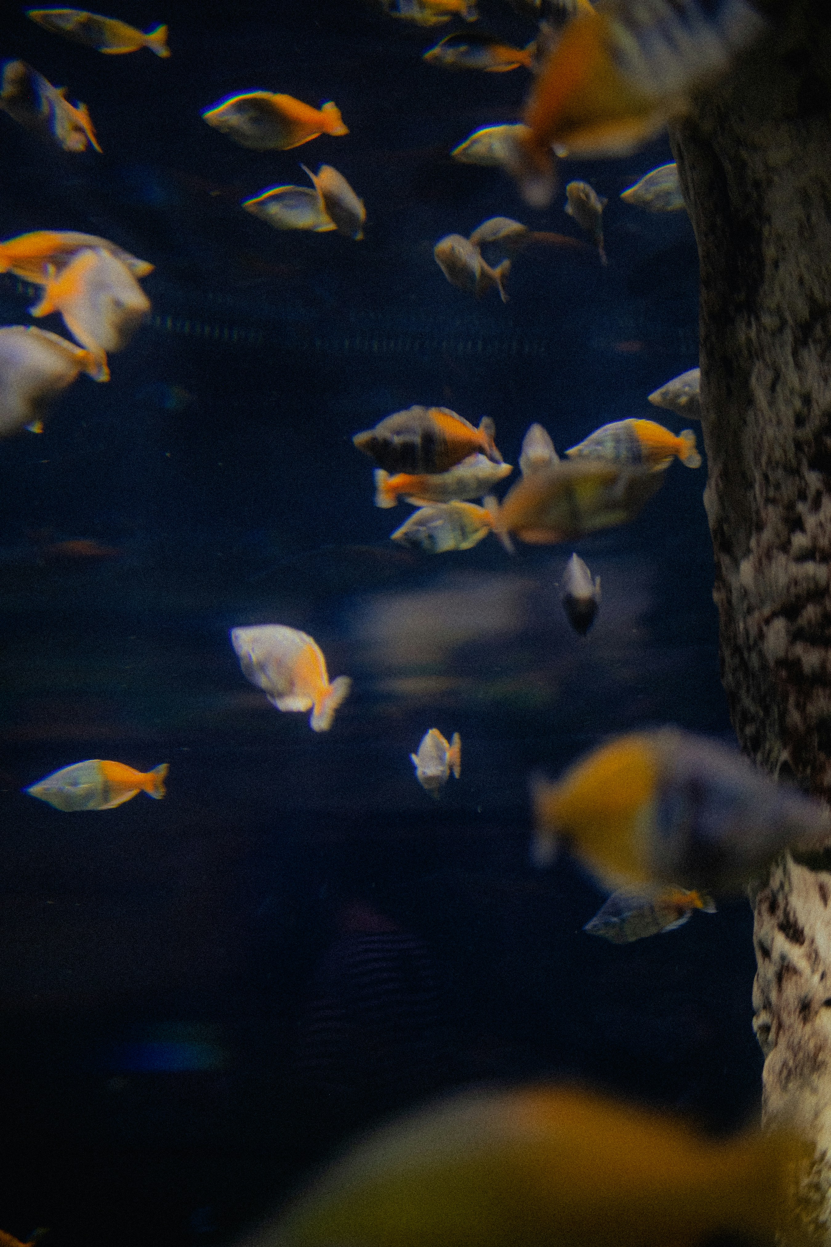 School of Orange-Black Koi-Like Fish Sweep Past a Rough Bark Wall in a Dim Aquarium